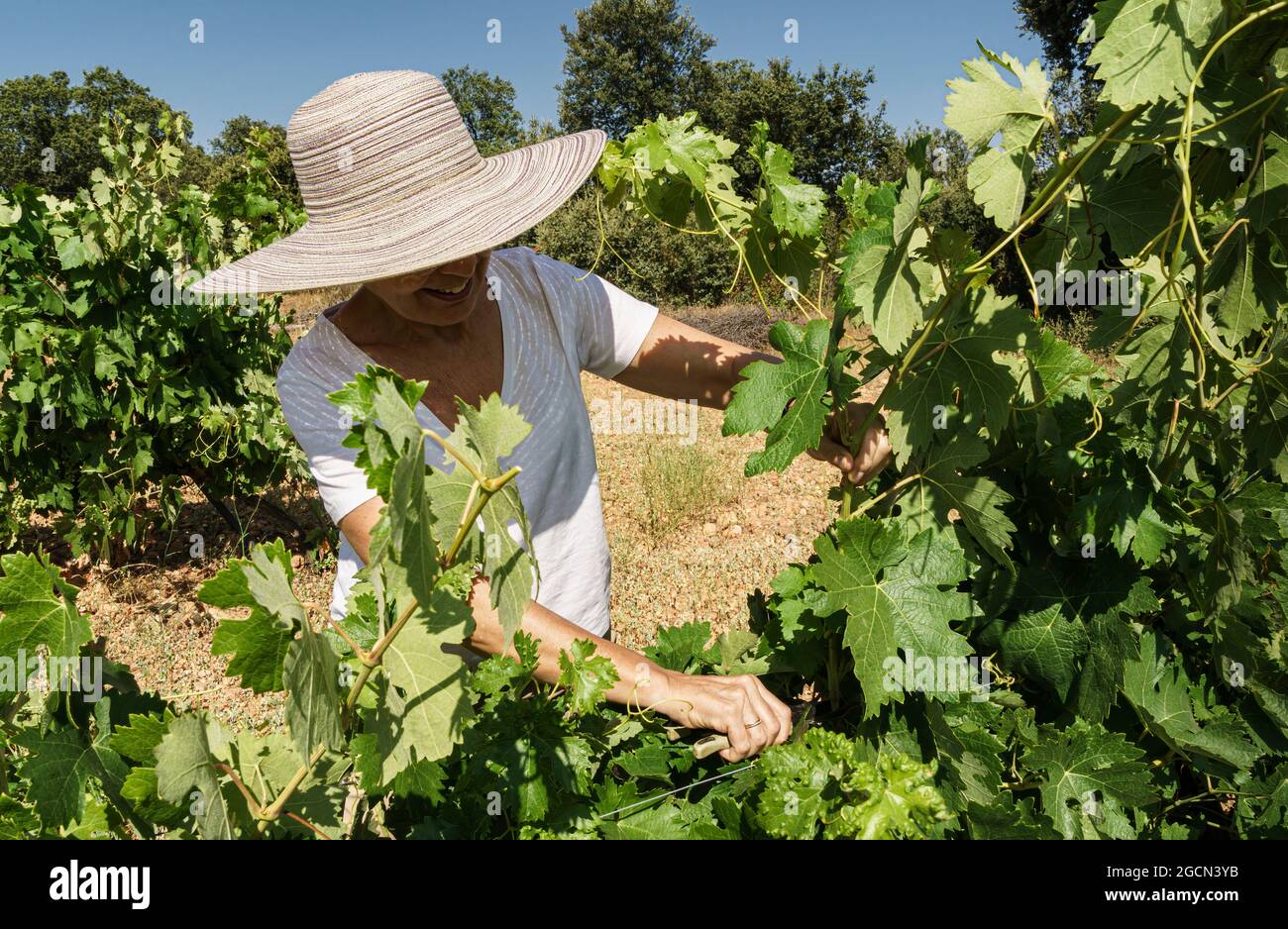 Mature woman with hat working, preparing and cleaning some vineyards ...