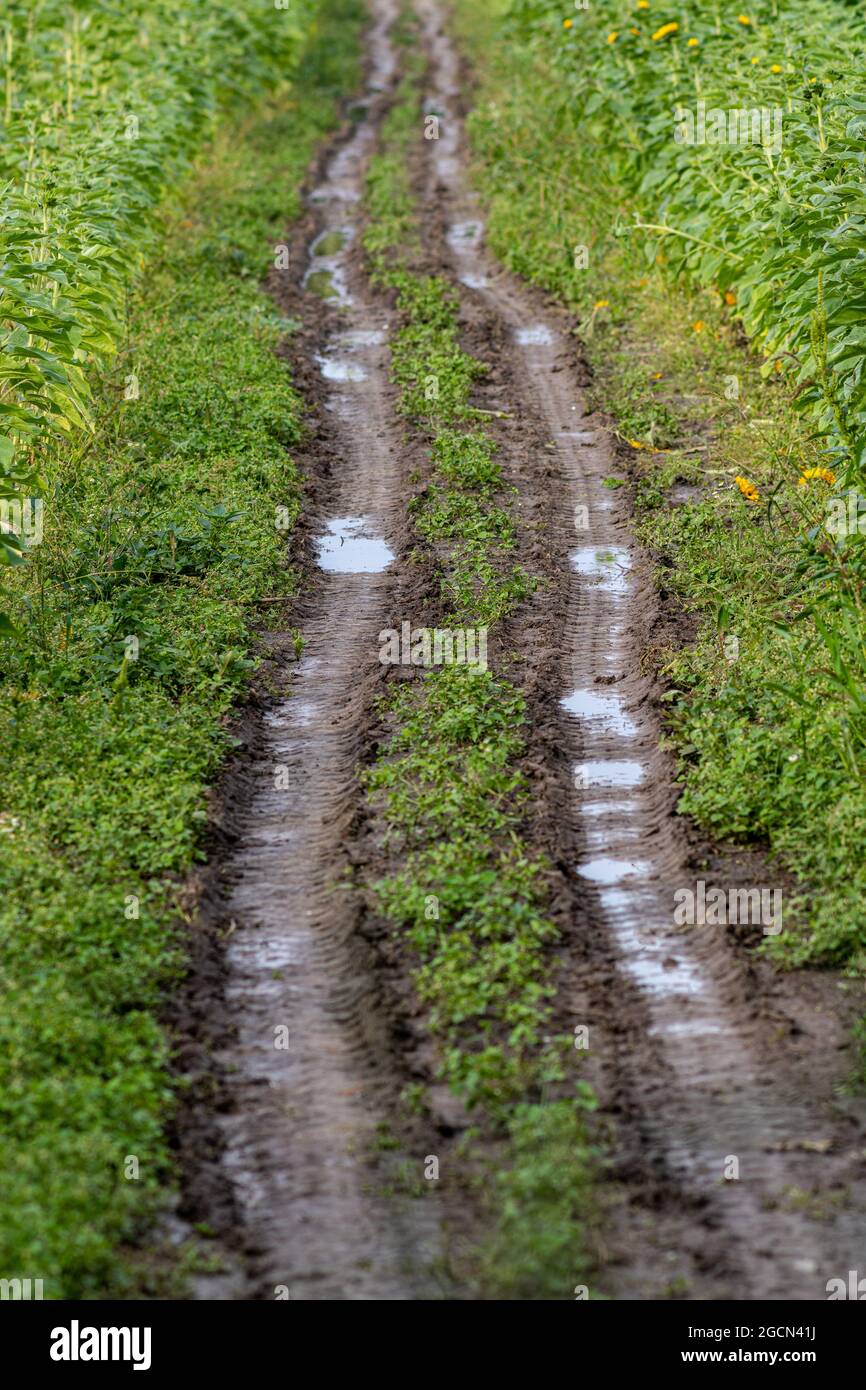 Field dirt track hi-res stock photography and images - Alamy
