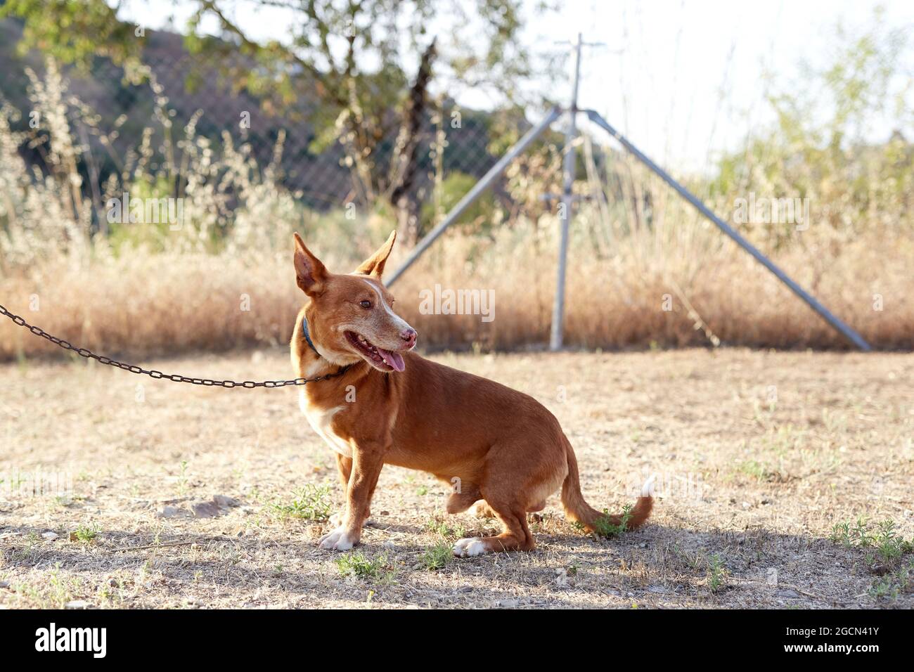 Podenco Maneto, Podenco Andaluz Stock Photo - Alamy