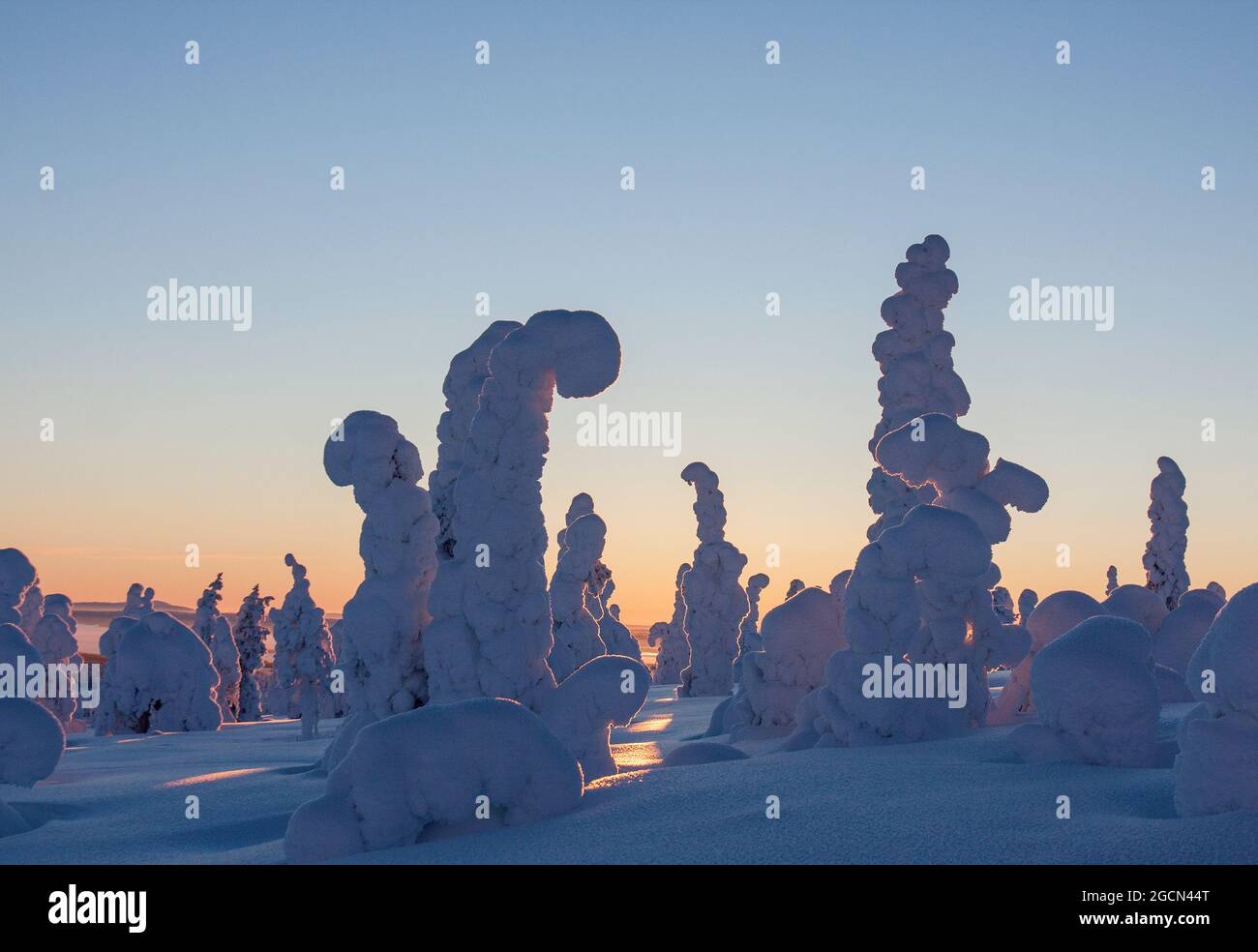 Snow covered trees during winter sunrise at Riisitunturi National Park ...