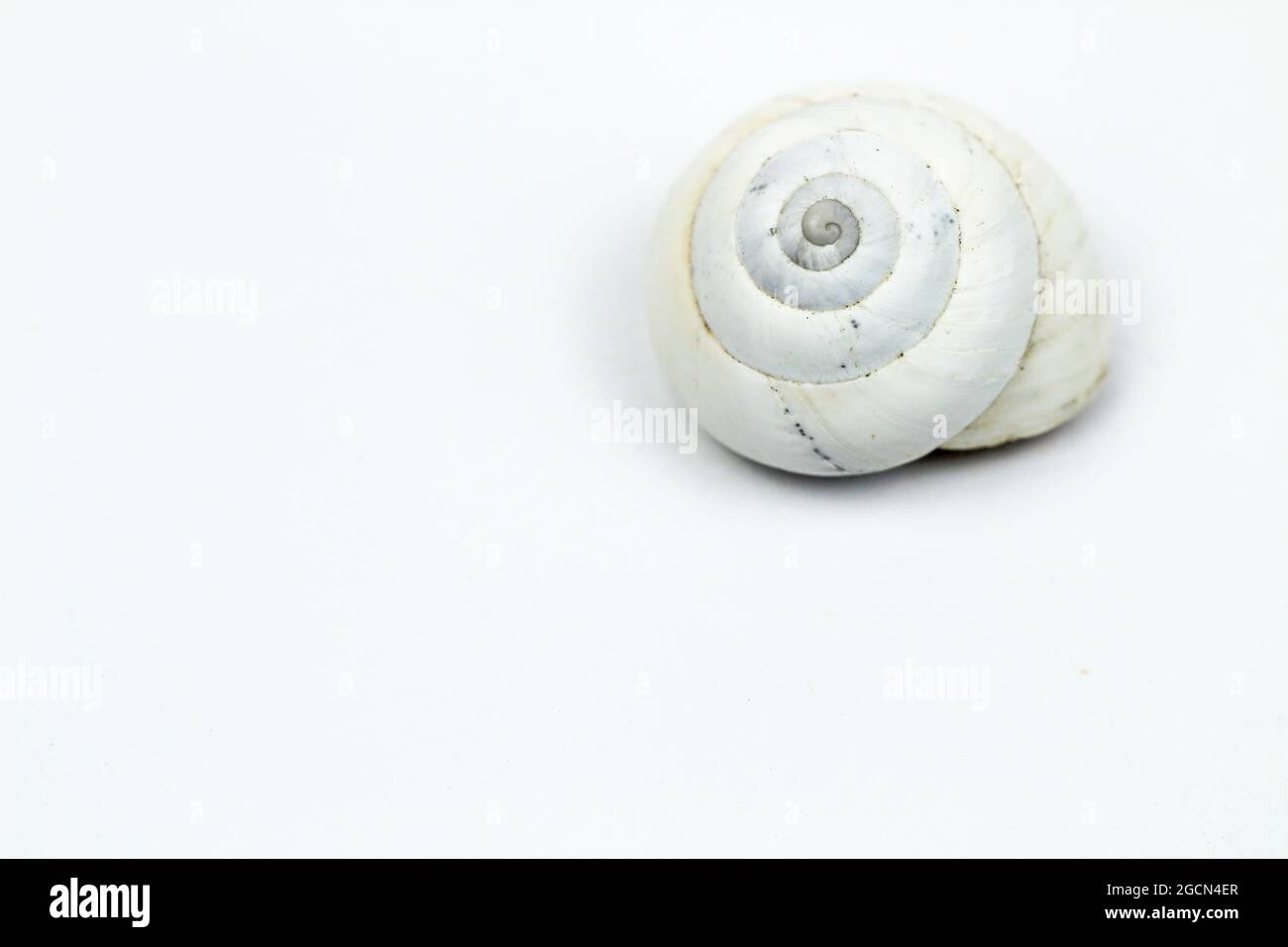 Macro photography of white snail shell on white background Stock Photo ...