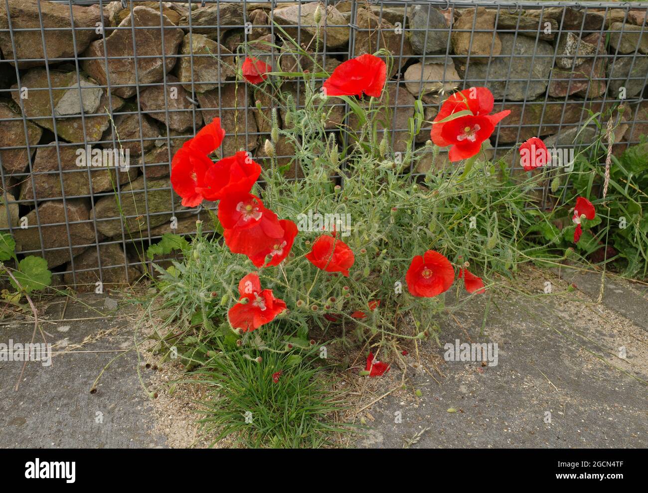 Fire stone field hi-res stock photography and images - Alamy