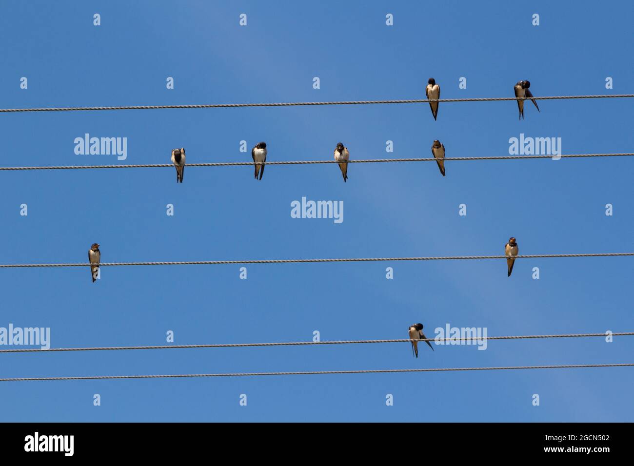 Barn swallows (Hirundo rustica) sitting on electric wire, Hungary Stock ...