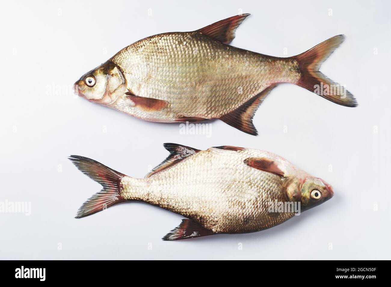Freshwater silver bream fish on a white surface Stock Photo - Alamy