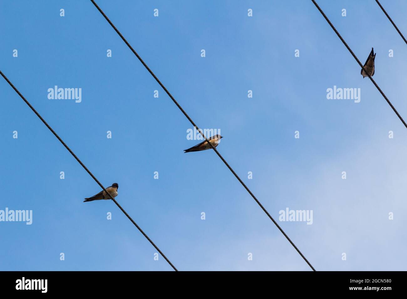 Vable hi-res stock photography and images - Alamy