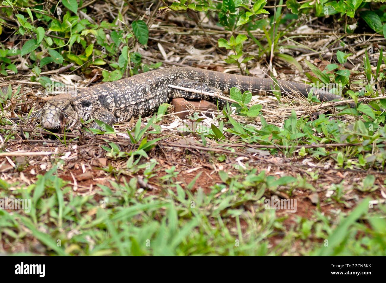 South American lizard (Tupinambis teguixin). Iguazu National Park ...