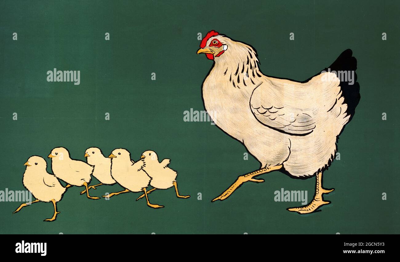 Hen & chickens, woodcut, 1903 Stock Photo - Alamy