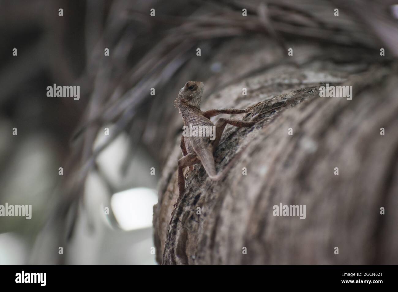 Selective focus shot of a small lizard resting on the trunk of a tree ...
