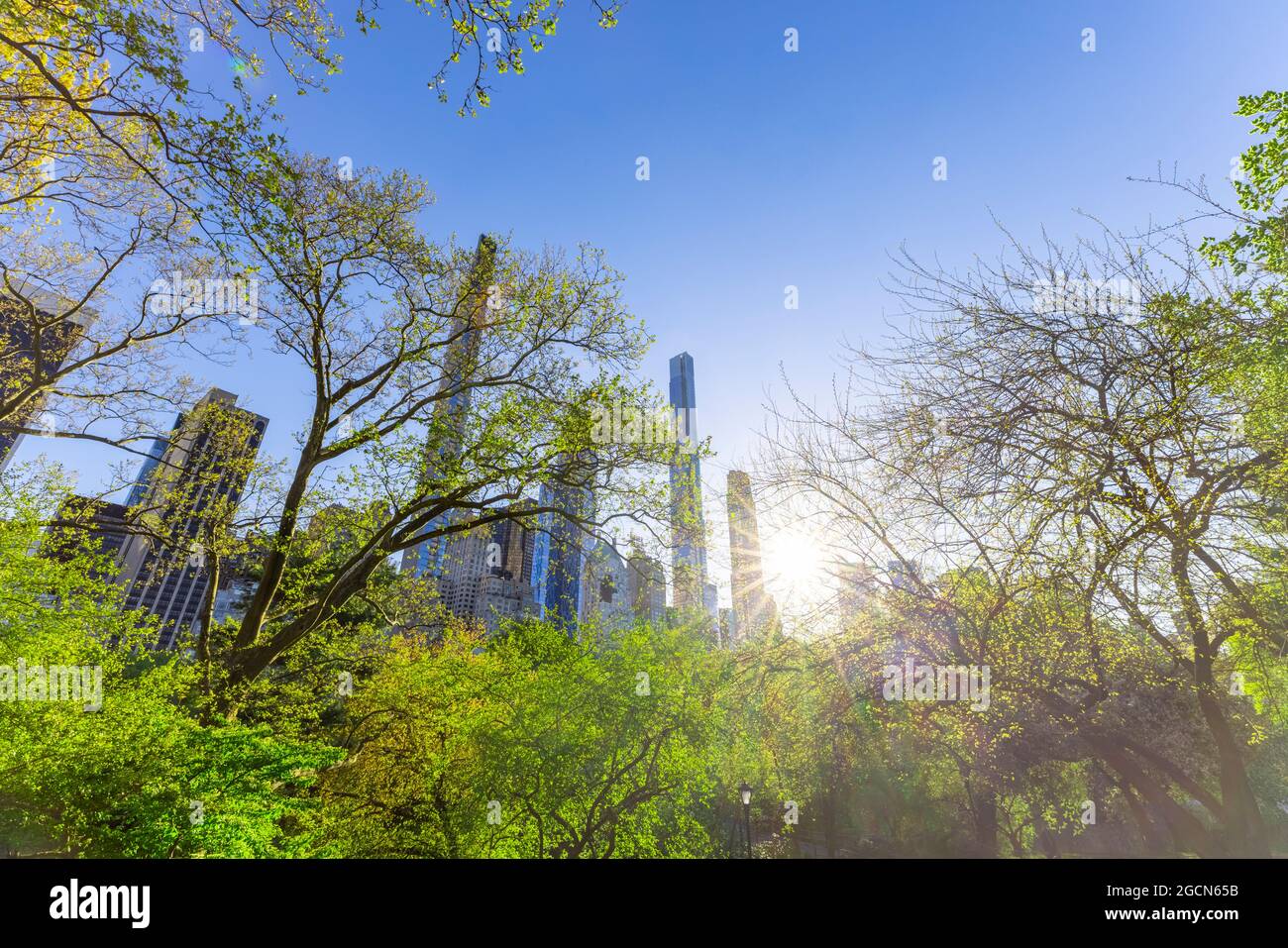 Fresh green trees grow in Central Park at front of Manhattan skyscraper ...