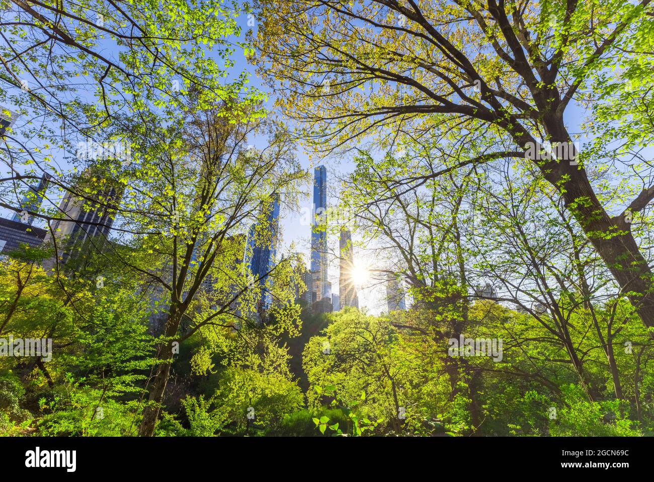 Fresh green trees grow in Central Park at front of Manhattan skyscraper ...