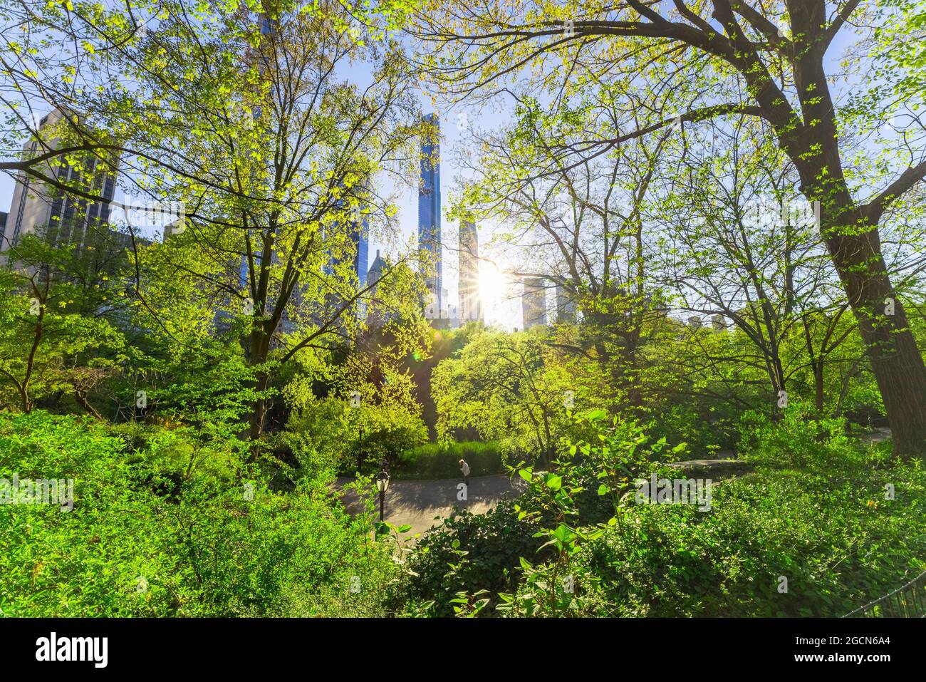 Fresh green trees grow in Central Park at front of Manhattan skyscraper ...