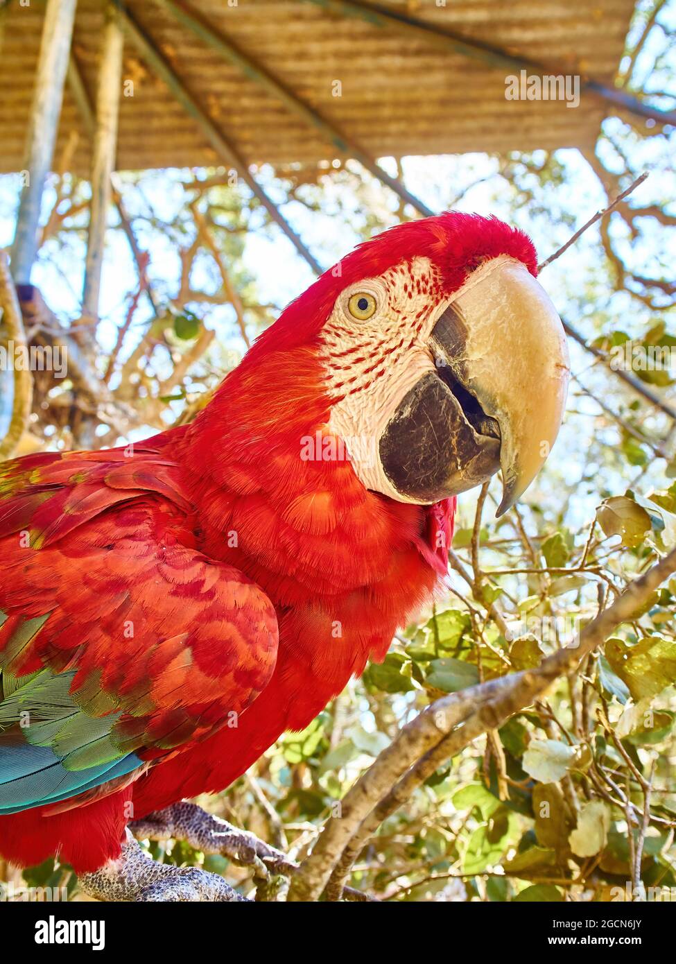True parrot hi-res stock photography and images - Alamy