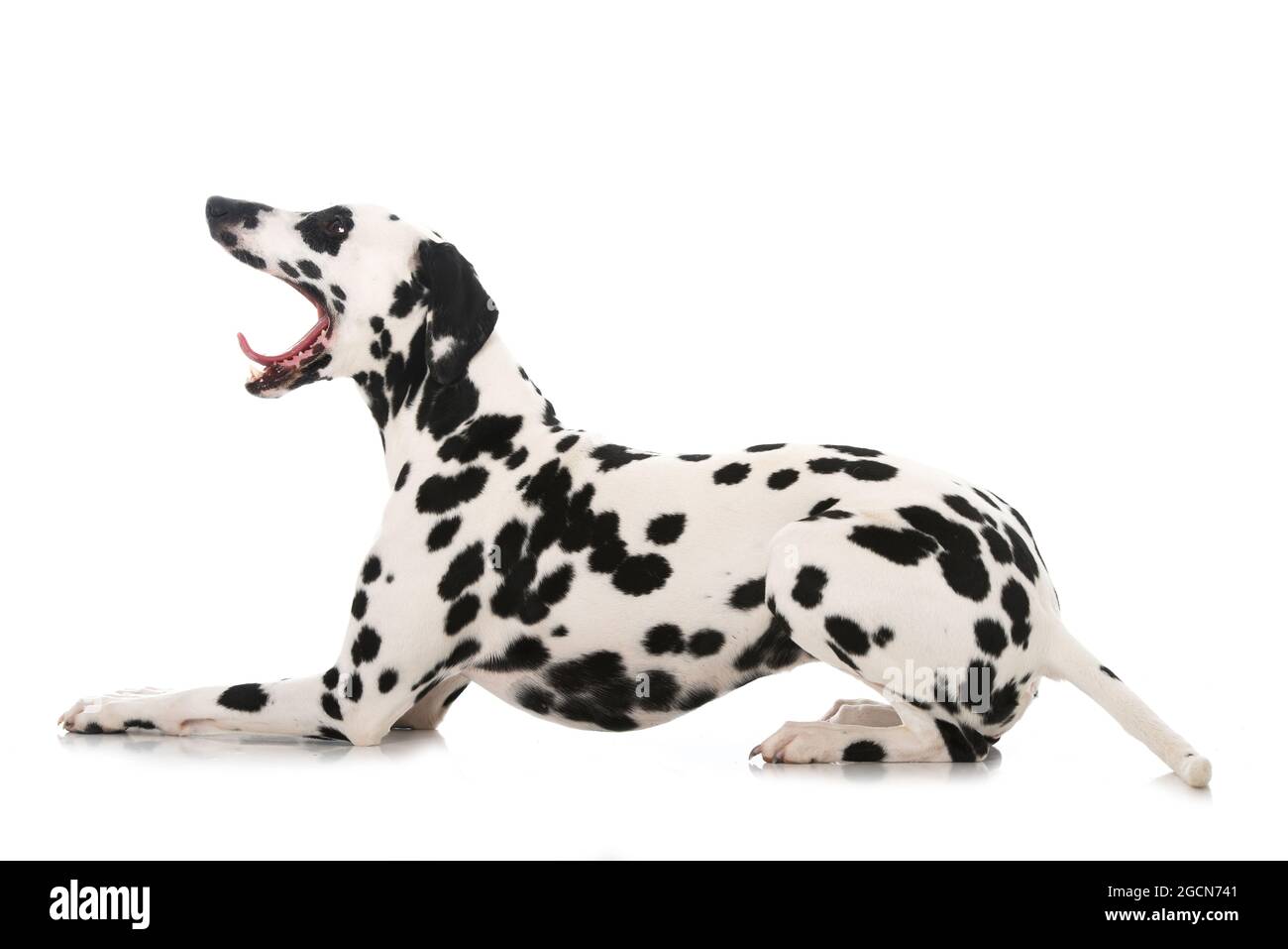 Dalmatian dog lying isolated on white background Stock Photo - Alamy