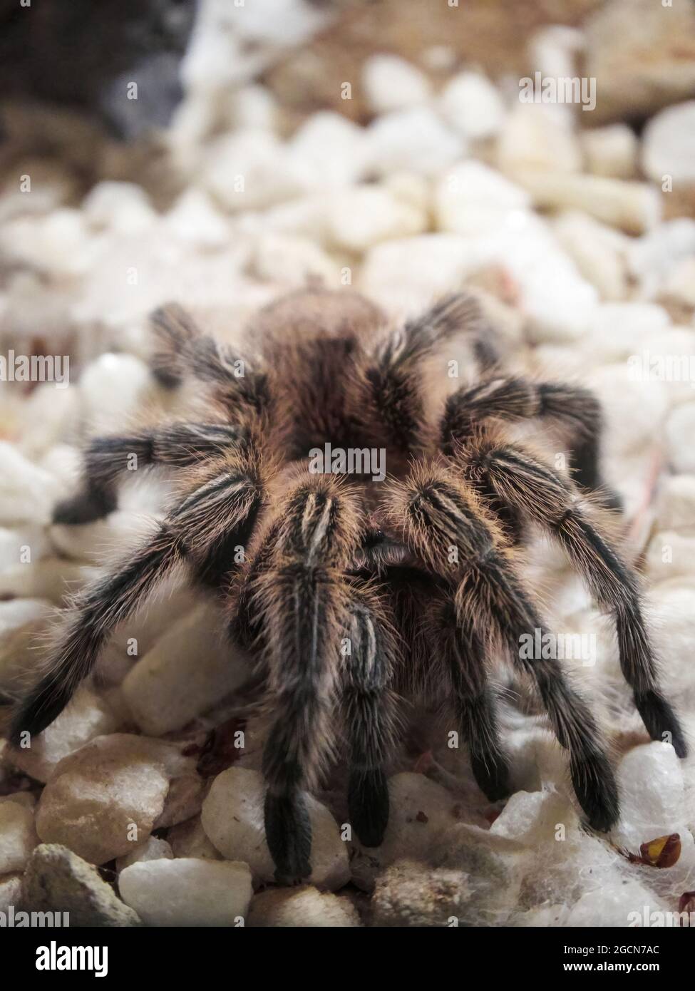 Pink Toe Tarantula Bite