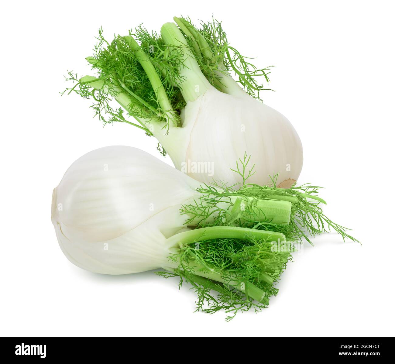 fresh fennel bulb isolated on white background with full depth of field ...