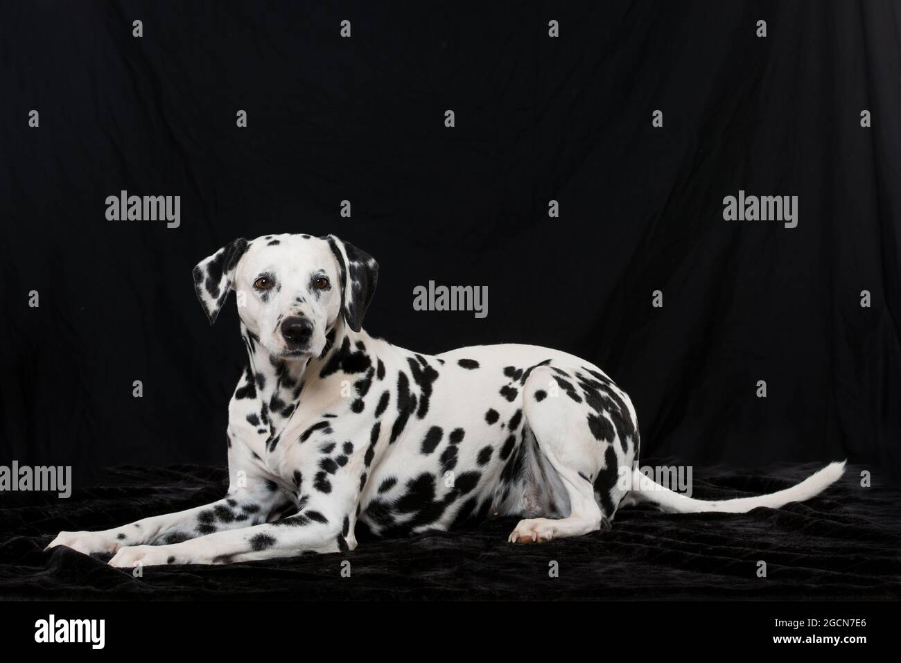 Dalmatian dog on black background Stock Photo - Alamy