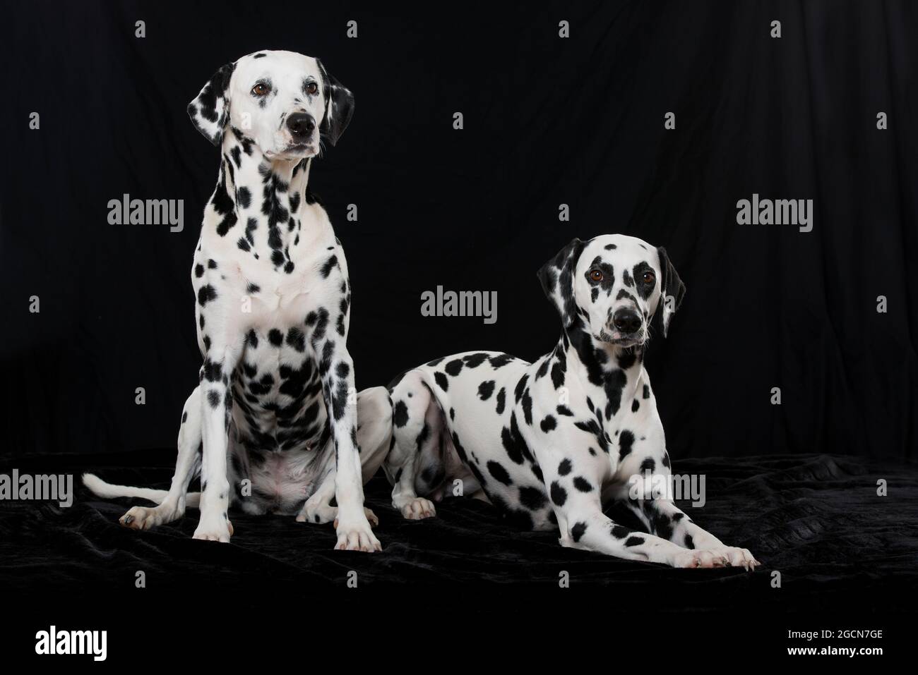 Dalmatian dog on black background Stock Photo - Alamy