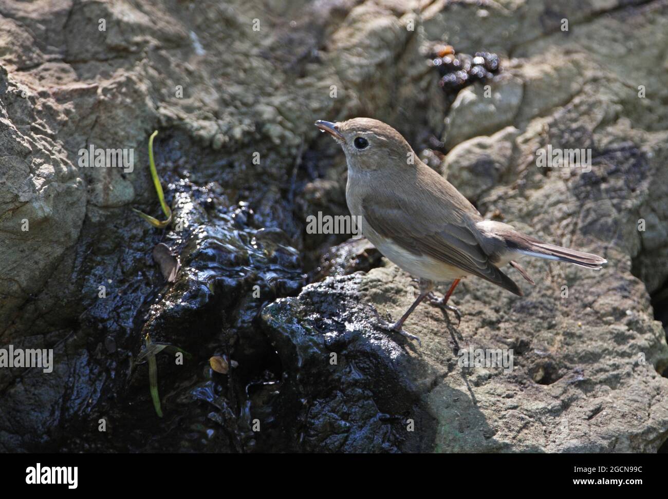 Taiga Flycatcher (Ficedula albicilla) adult drinking from spring Kaeng ...