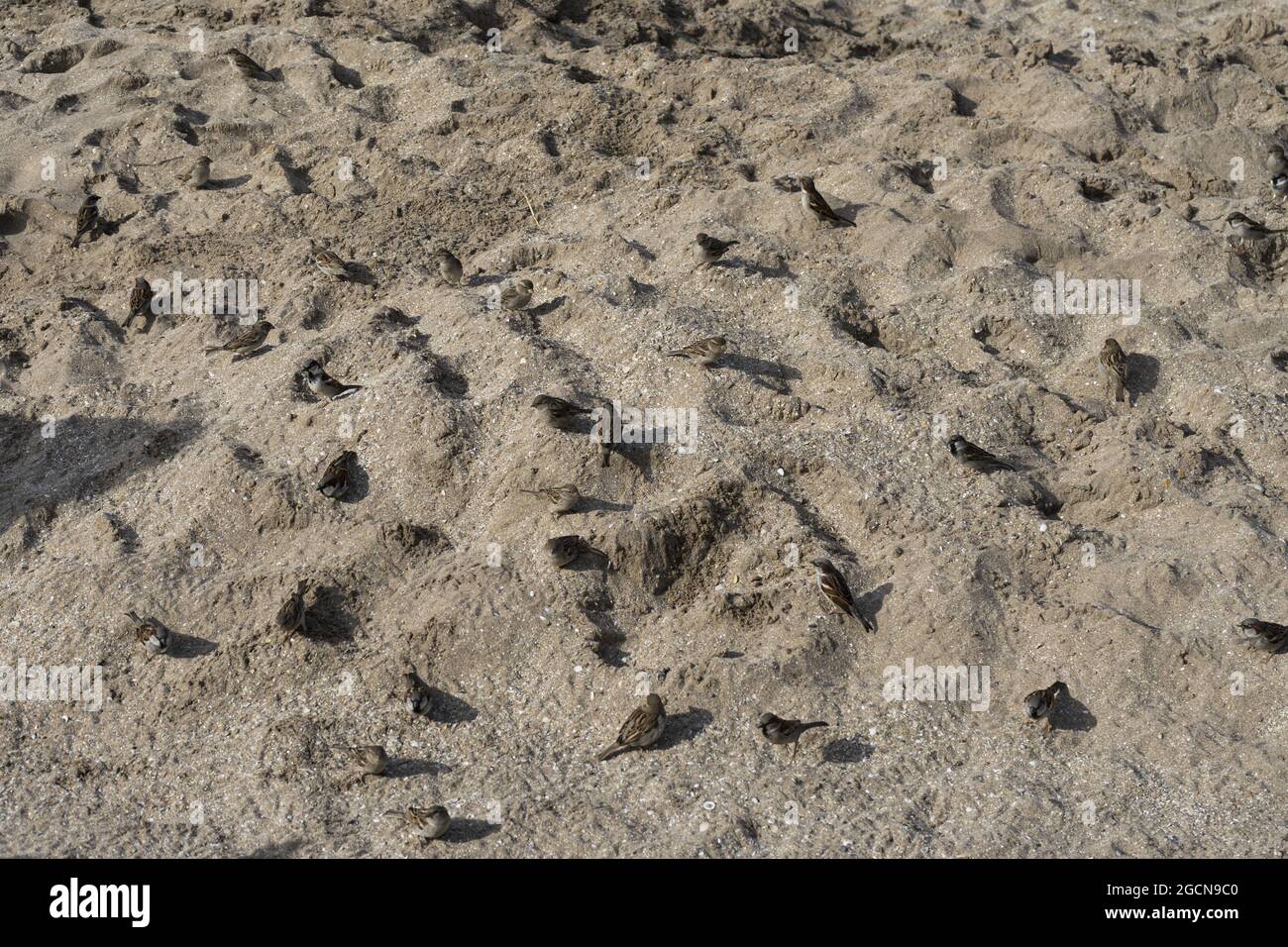 Multiple sparrows hi-res stock photography and images - Alamy