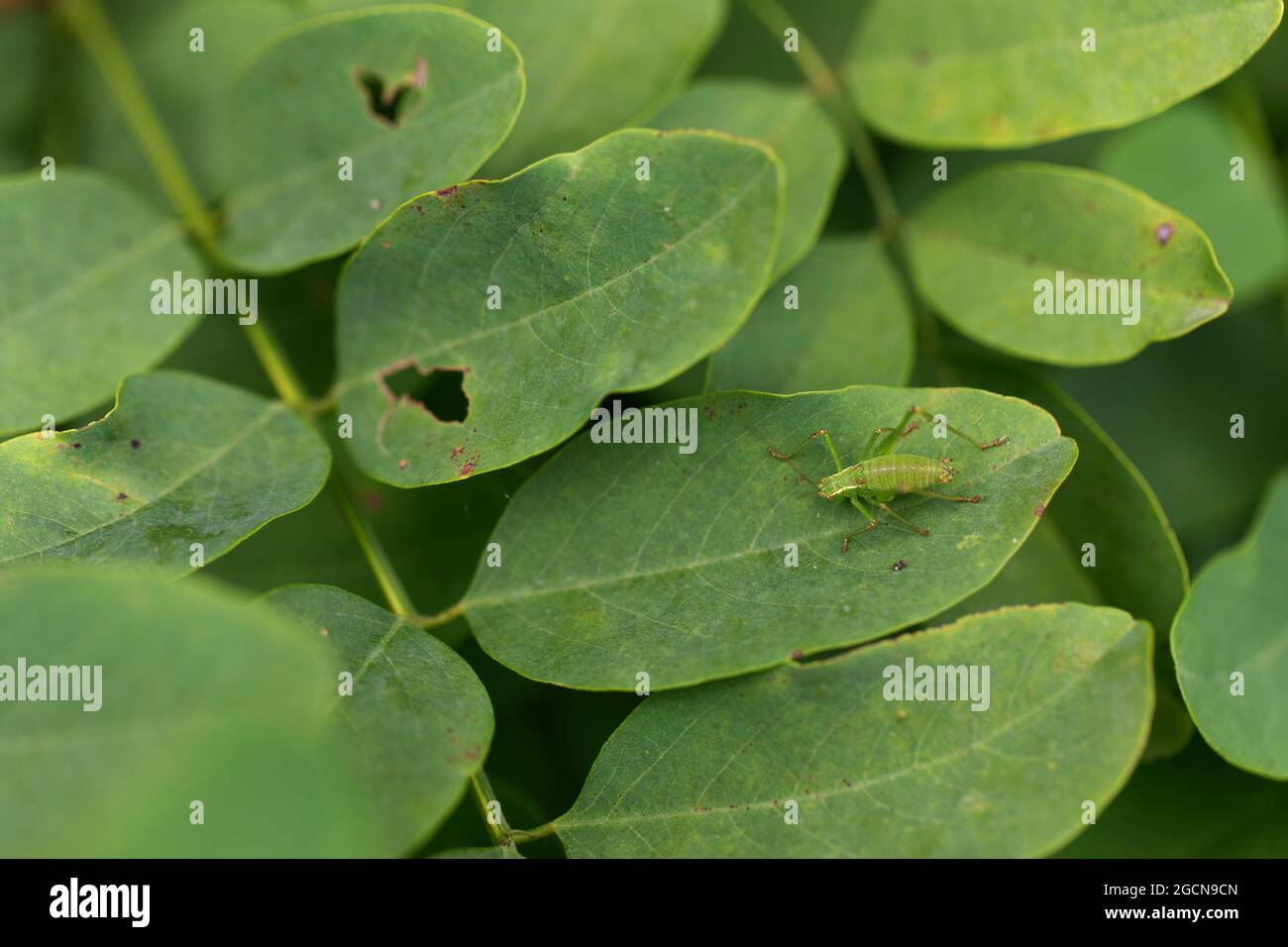 Phaneropteridae Speckled bush-cricket Leptophyes punctatissima on leaf ...