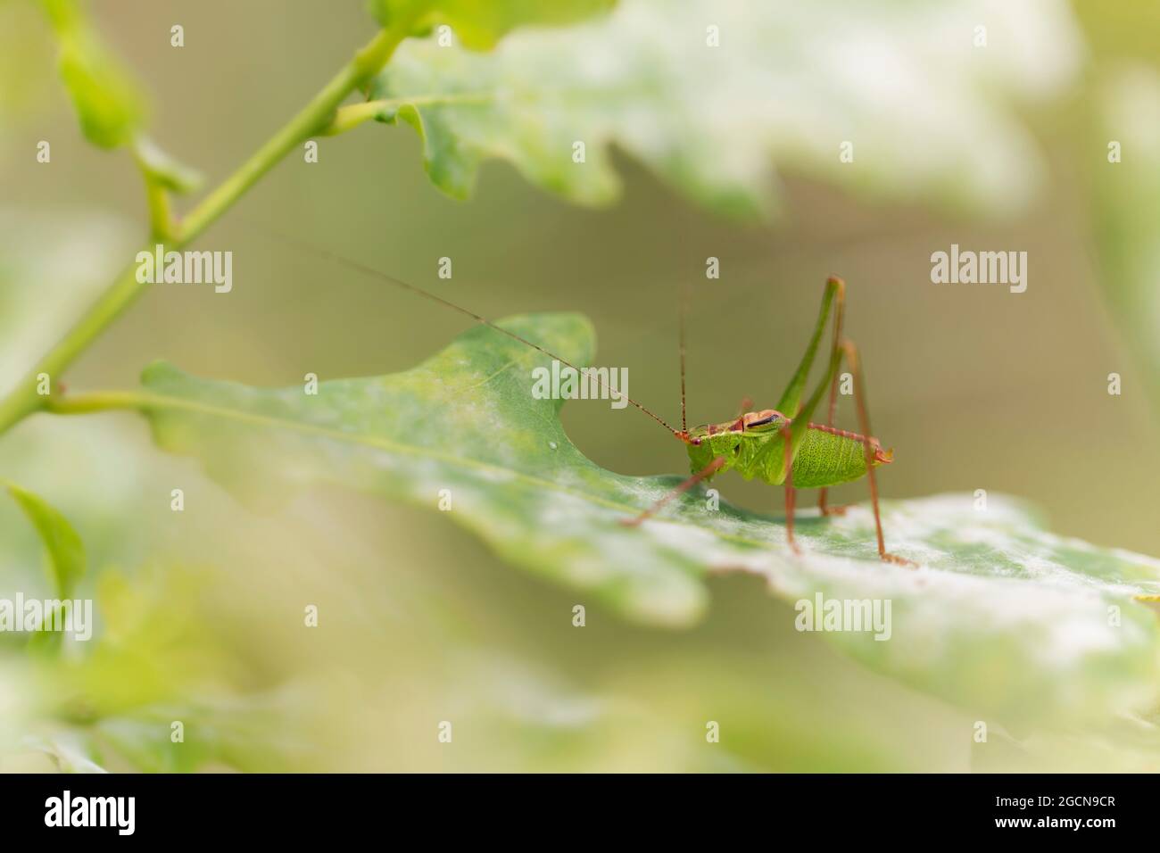 Phaneropteridae Speckled bush-cricket Leptophyes punctatissima on leaf ...