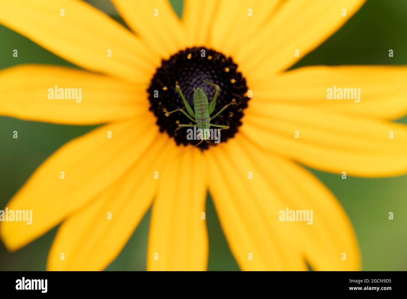 Phaneropteridae Speckled bush-cricket Leptophyes punctatissima on leaf ...