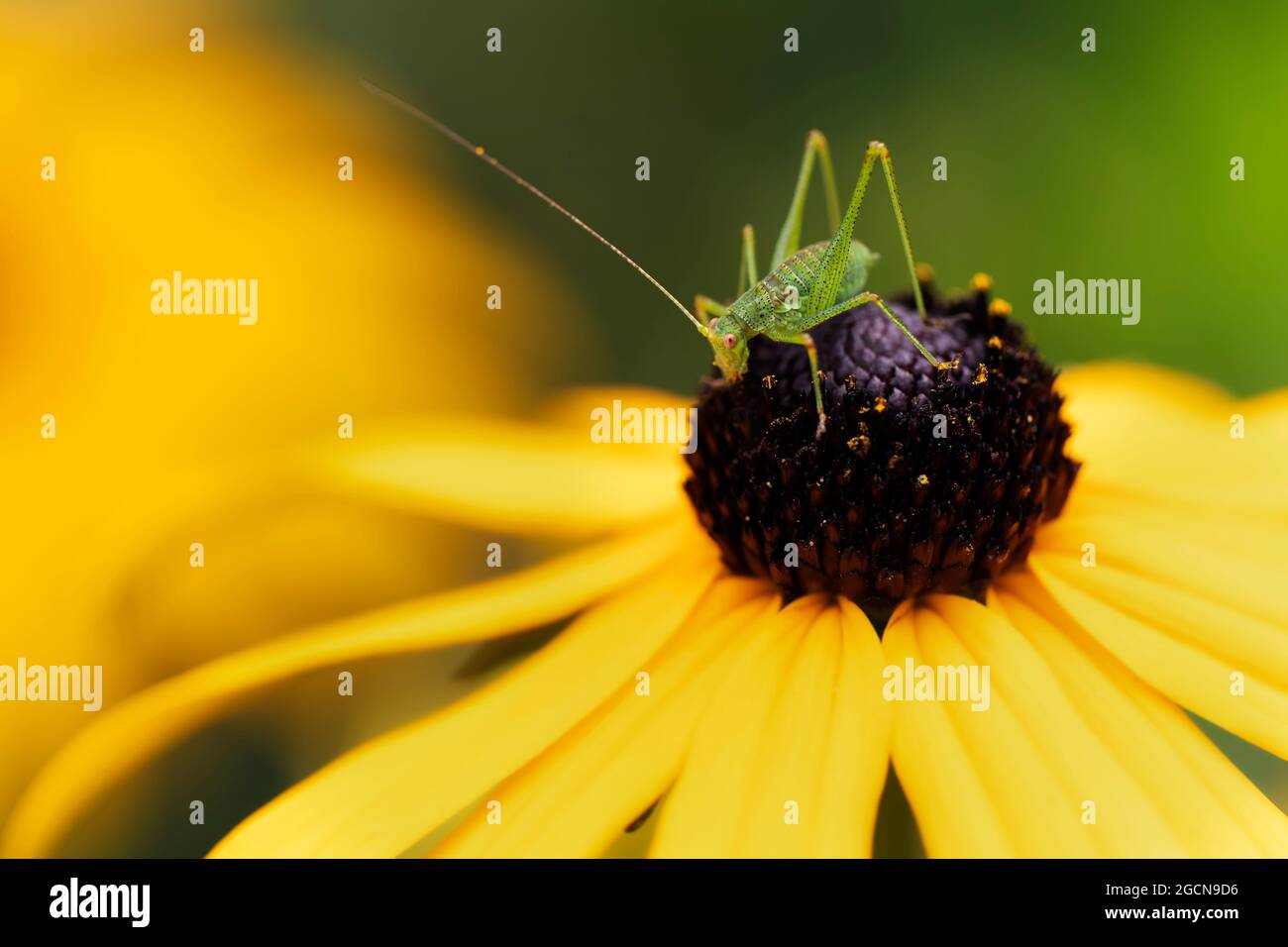 Phaneropteridae Speckled bush-cricket Leptophyes punctatissima on leaf ...
