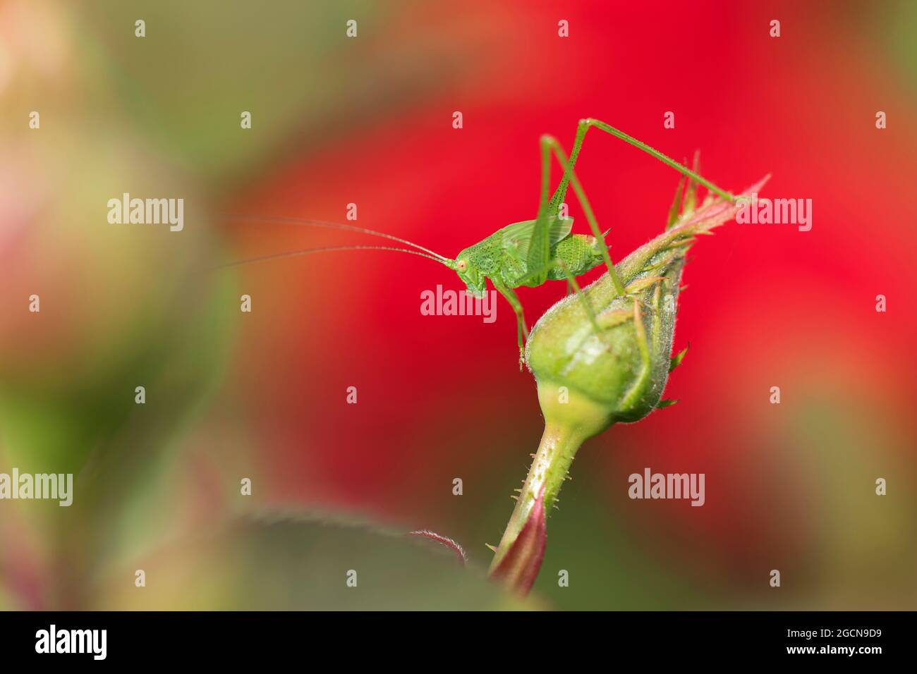 Phaneropteridae Speckled bush-cricket Leptophyes punctatissima on leaf ...