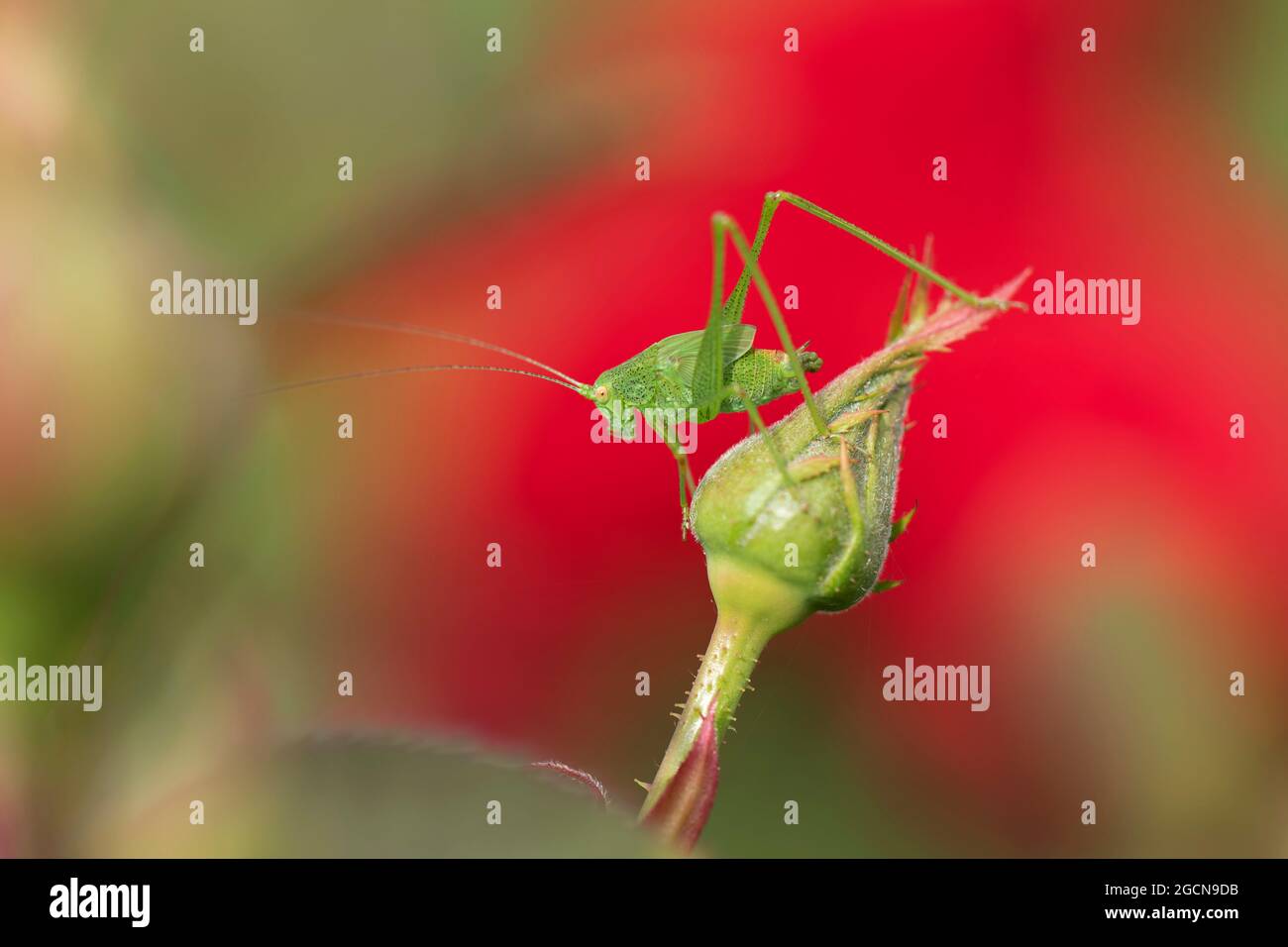 Phaneropteridae Speckled bush-cricket Leptophyes punctatissima on leaf ...