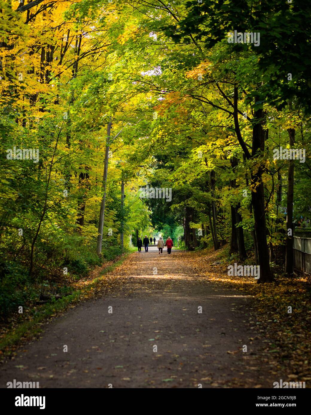 Landscape with a road surrounded by trees Stock Photo - Alamy