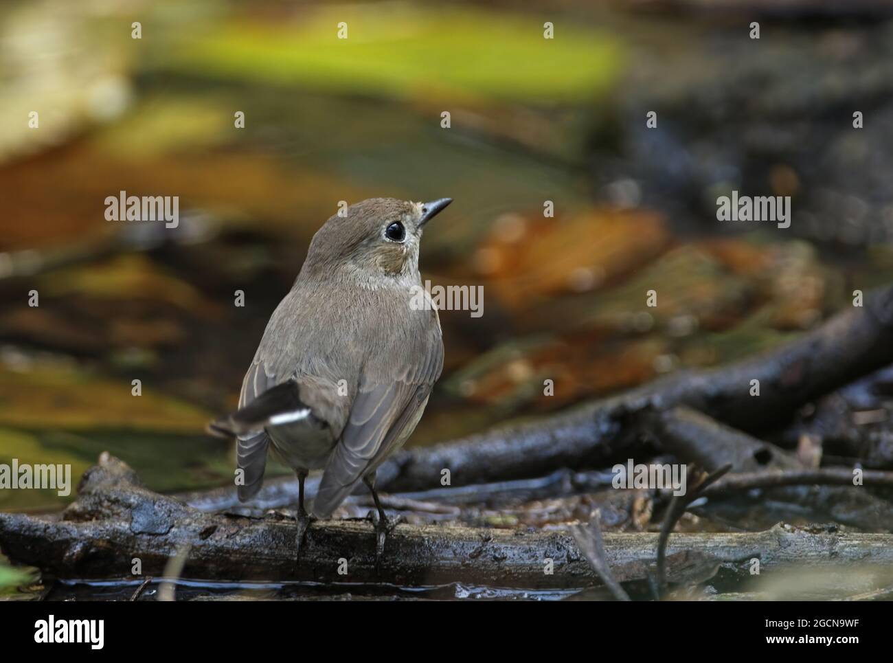 Taiga Flycatcher (Ficedula albicilla) adult standing by forest pool ...