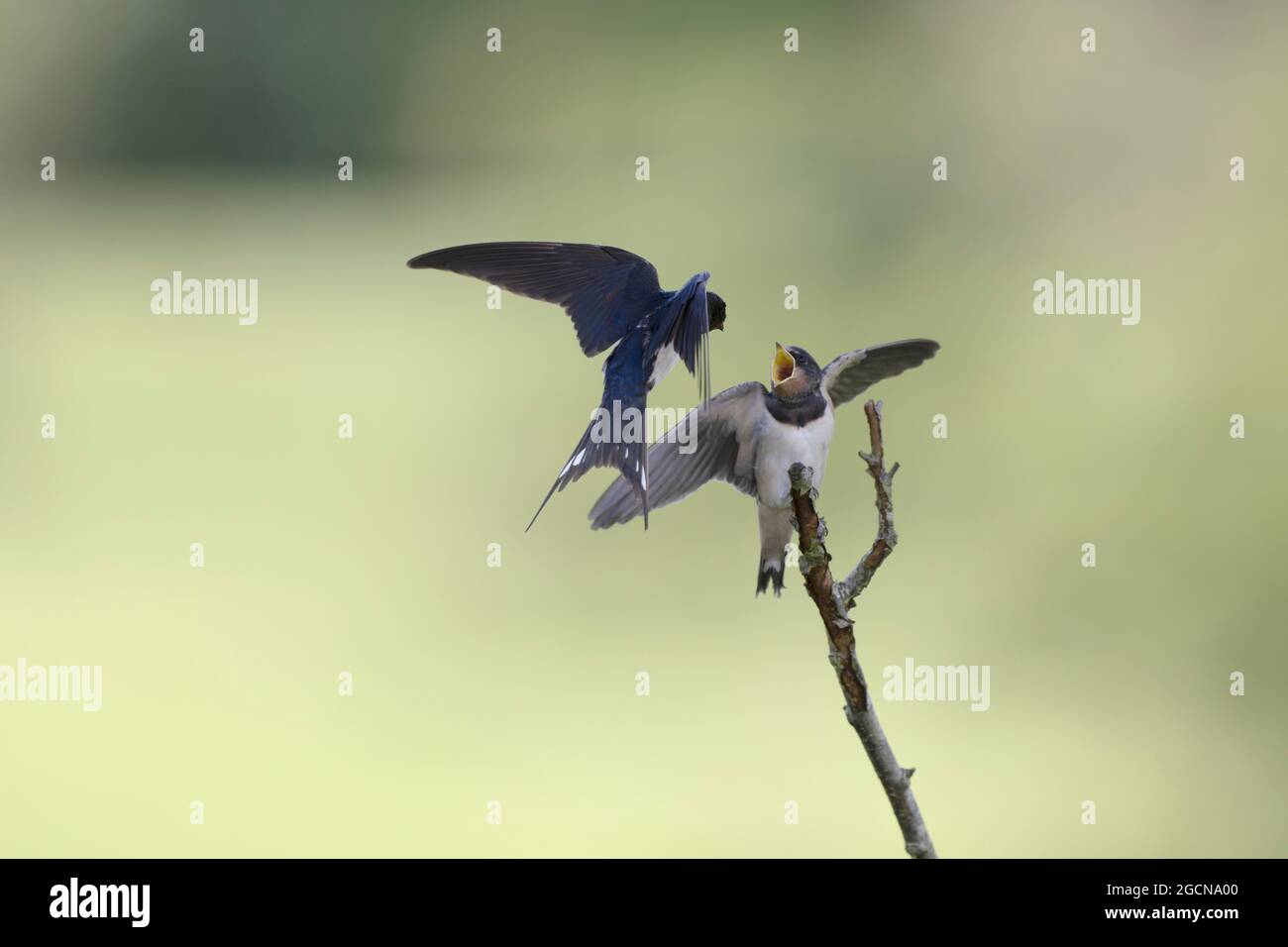 Barn Swallow Hirundo rustica in flight or perched Stock Photo - Alamy