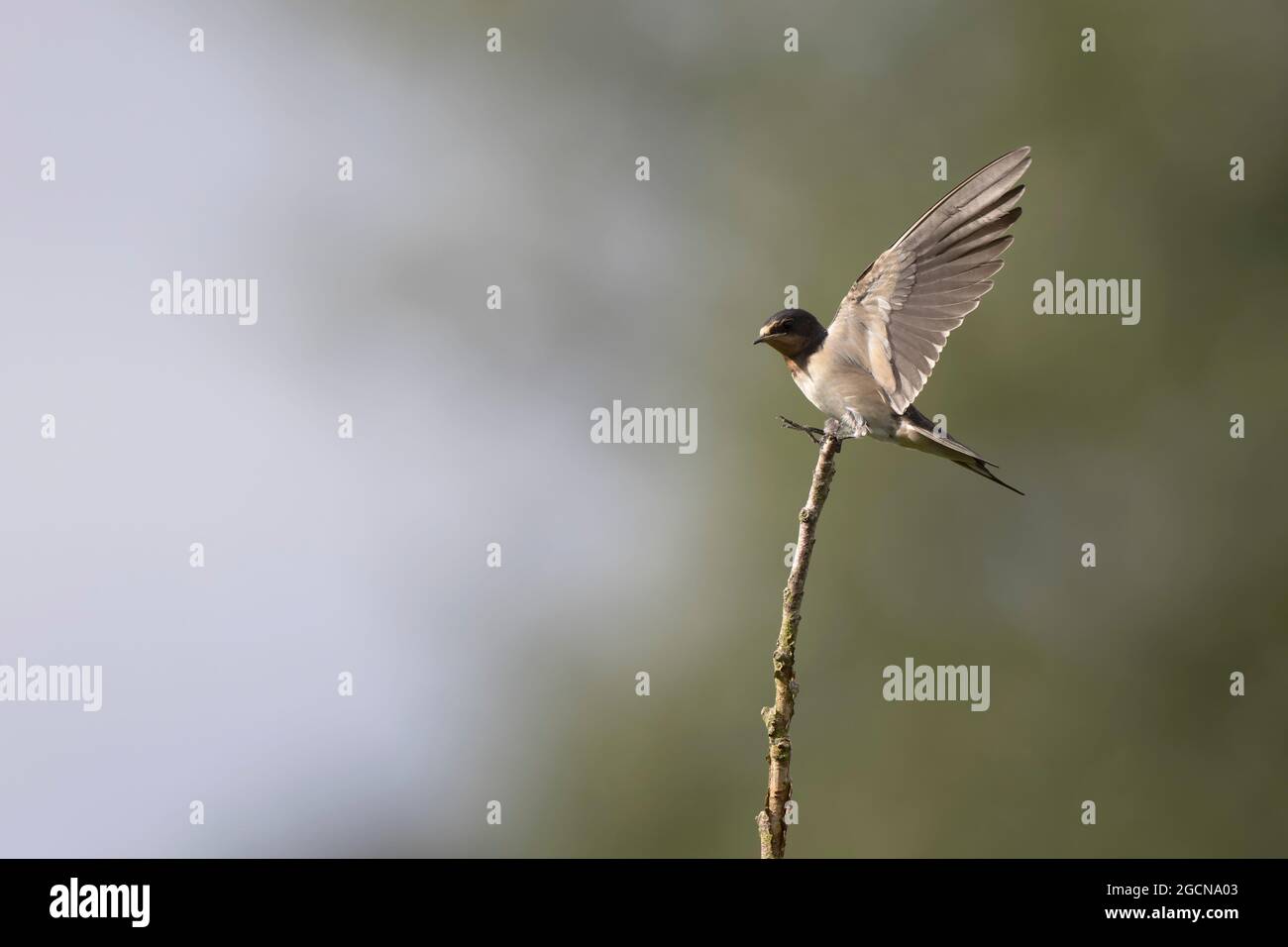 Barn Swallow Flock High Resolution Stock Photography and Images - Alamy