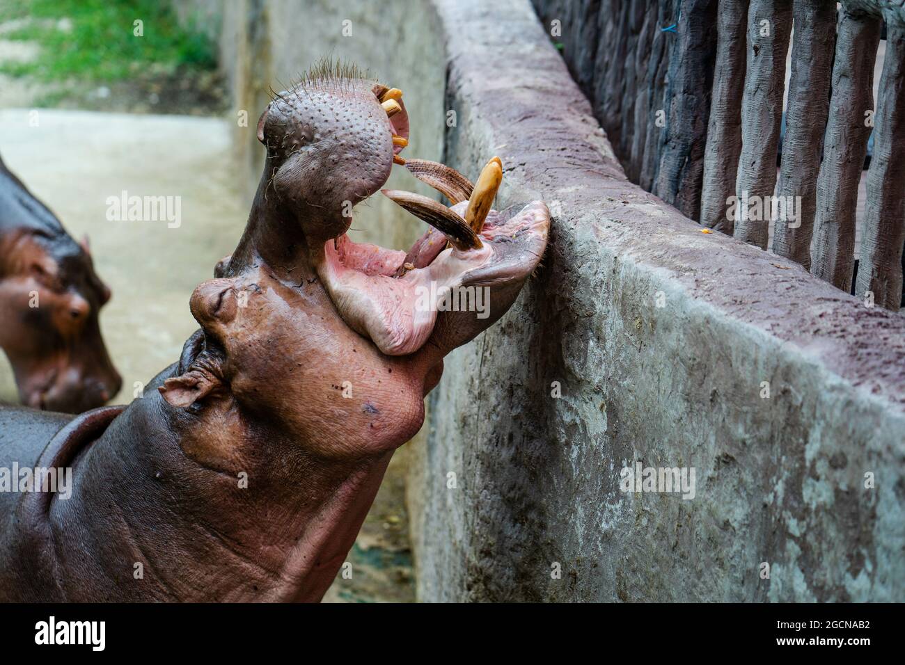 Hippo in captivity hi-res stock photography and images - Alamy