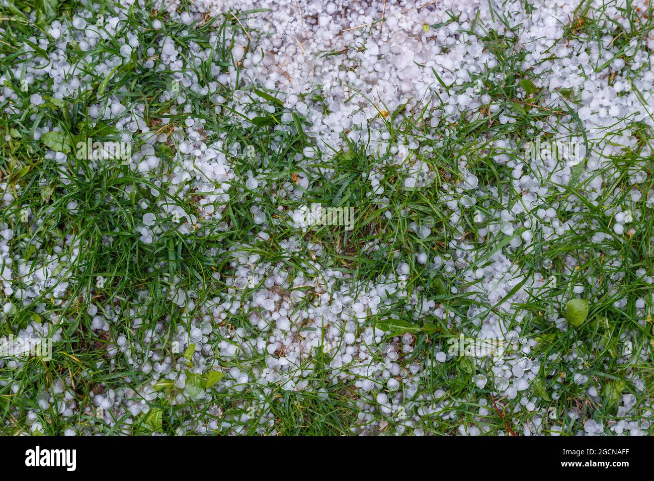 White ice hail on the green grass after summer storm at daylight Stock ...