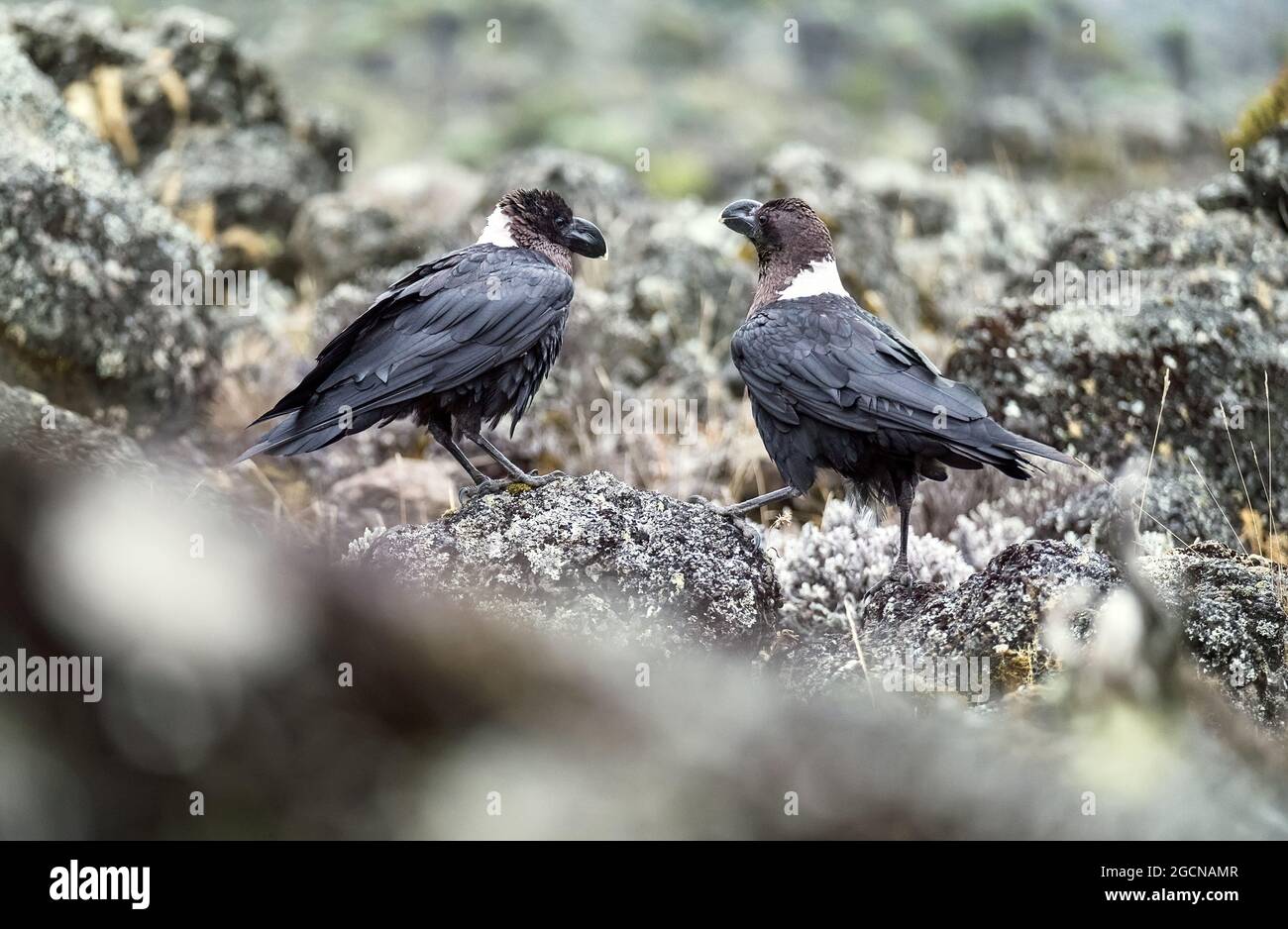 White-necked raven or Corvus albicollis - large birds couple on the ...