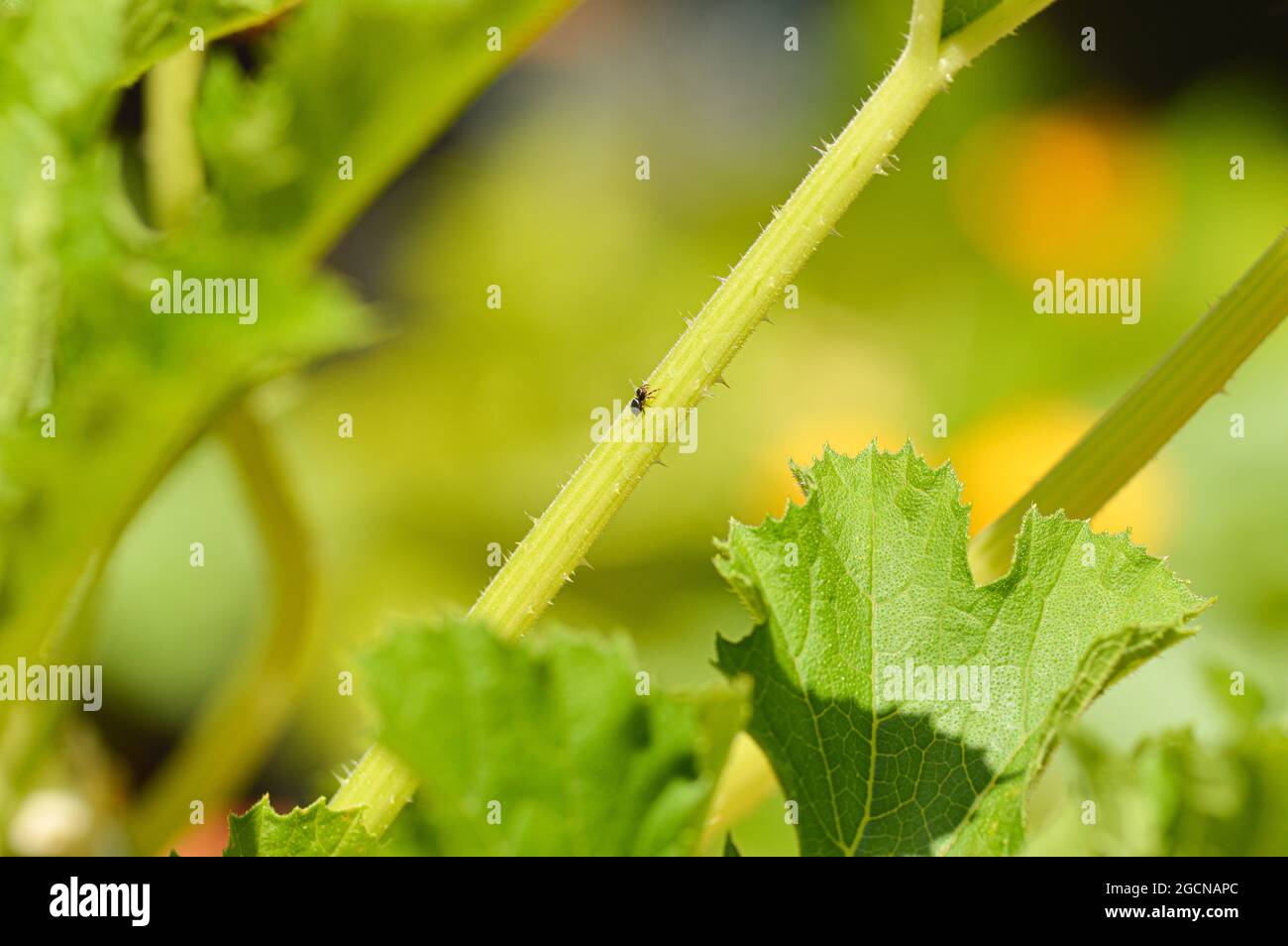 Tiny Spider in Garden Stock Photo - Alamy
