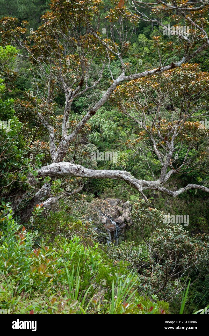 Big rainforest tree hi-res stock photography and images - Alamy
