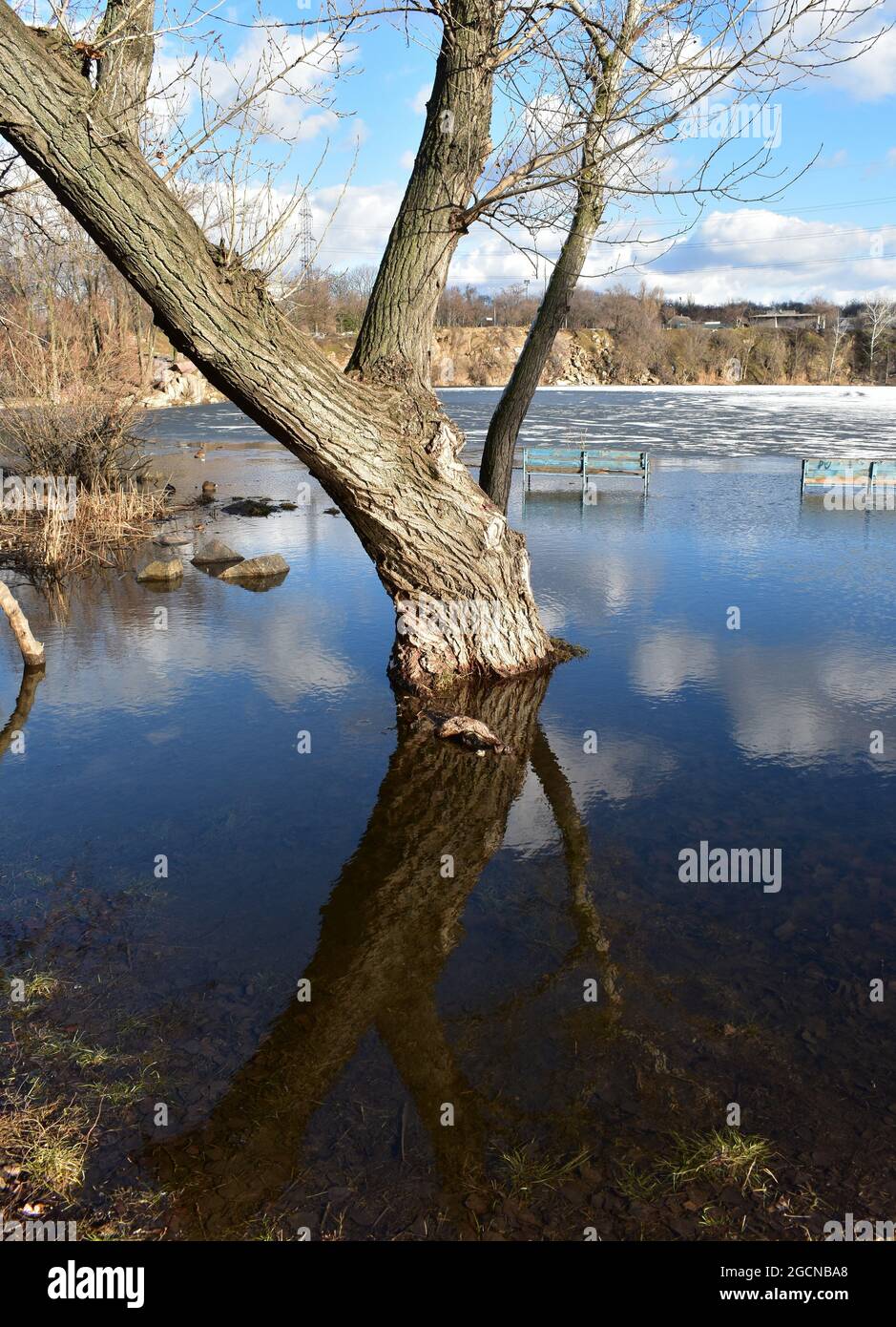 Old tree trunk and a wooden bench in a lake Stock Photo - Alamy