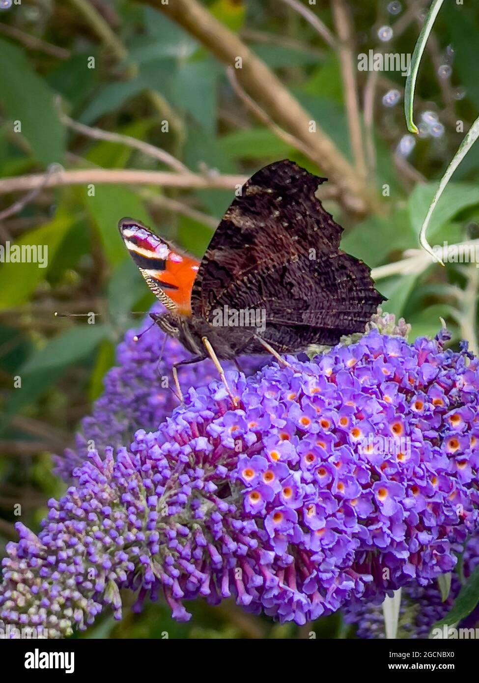 Smelling tree hi-res stock photography and images - Alamy