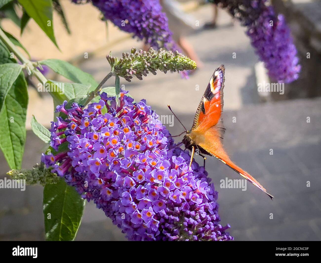 colourful butterfly on an smelling tree in a garden Stock Photo - Alamy