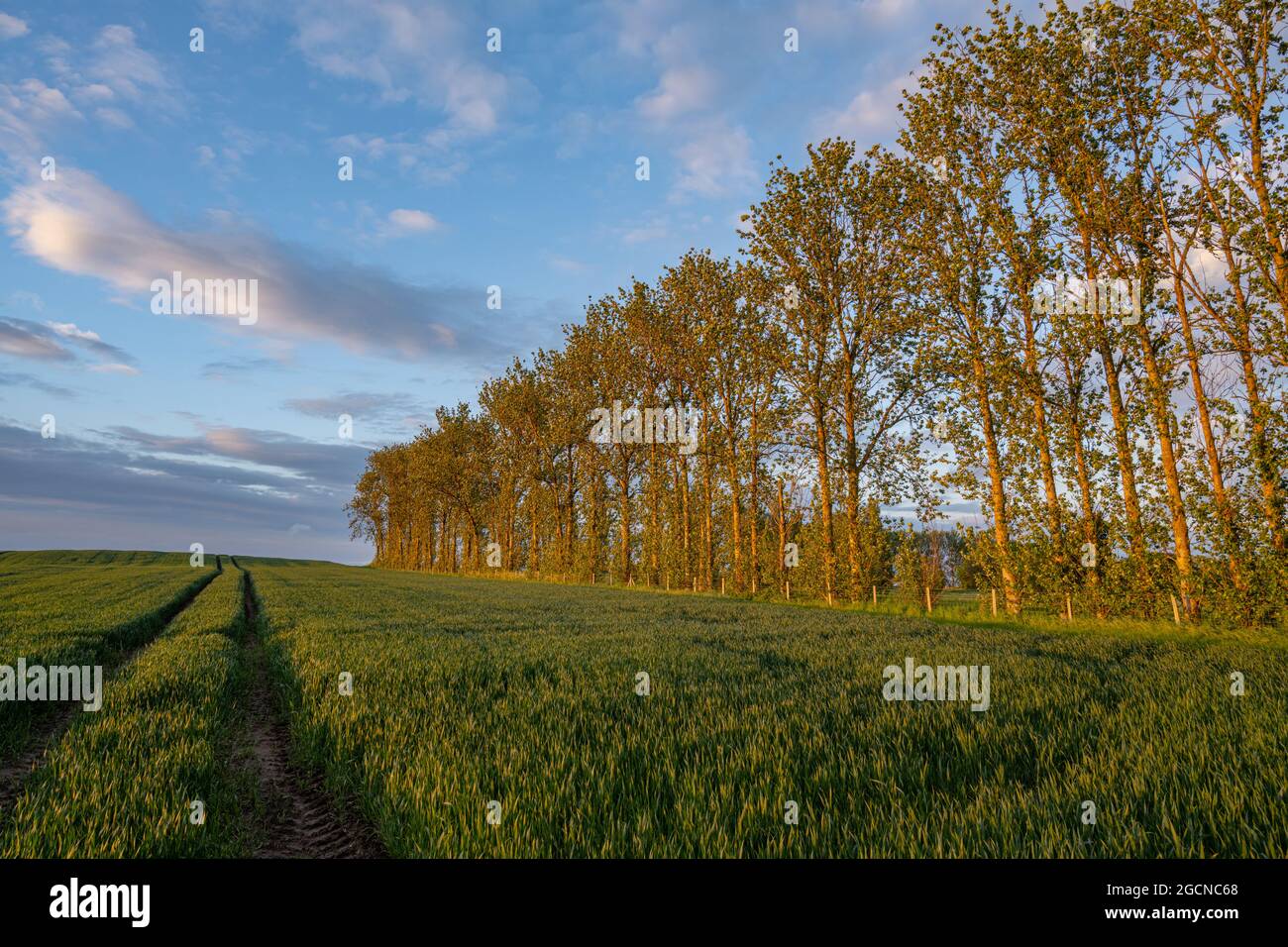 British woodland poplar hi-res stock photography and images - Alamy