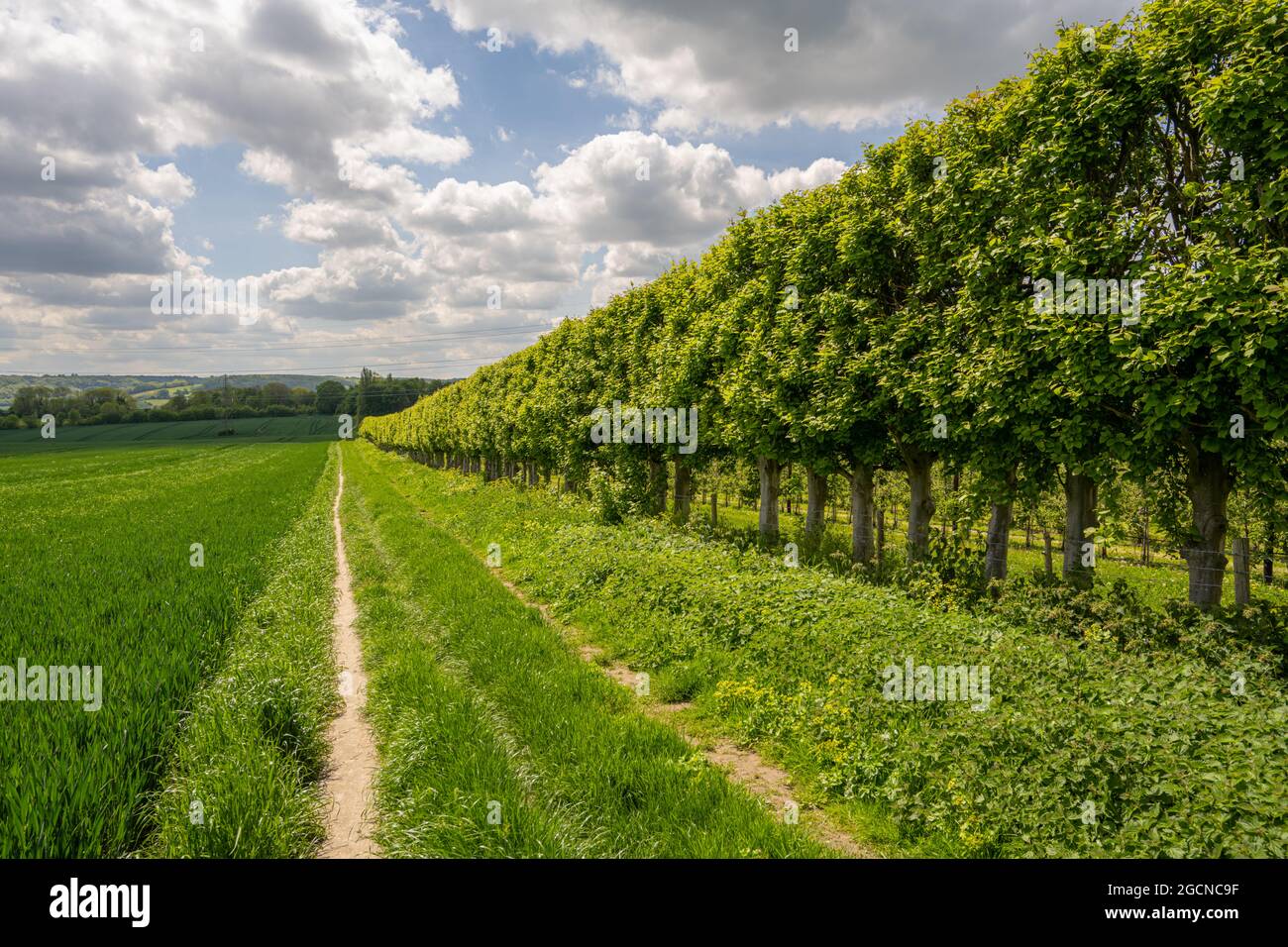 Cobham village hi-res stock photography and images - Alamy