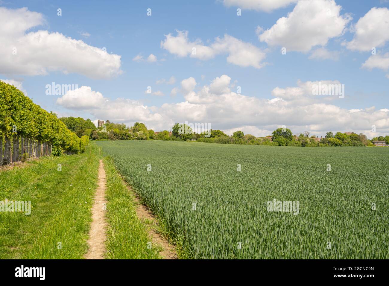 Farmland near the village of Cobham Kent. with the tower of St Mary ...