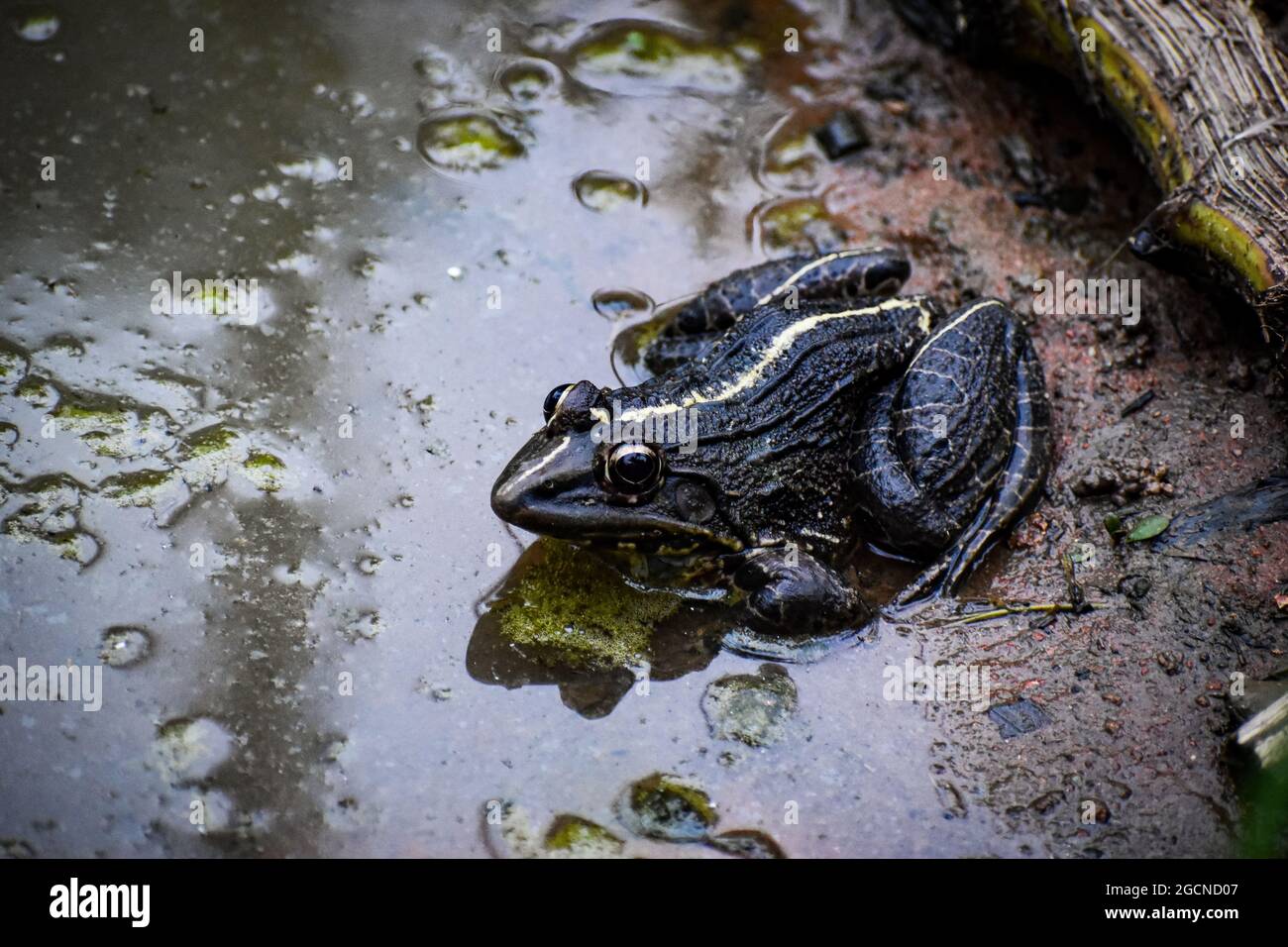 High angle shot of a big frog on the muddy ground by the river Stock ...