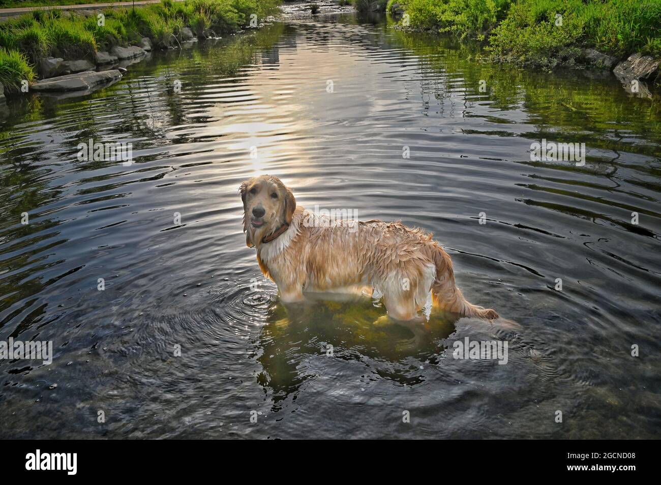 Golden retriever in the water Stock Photo - Alamy