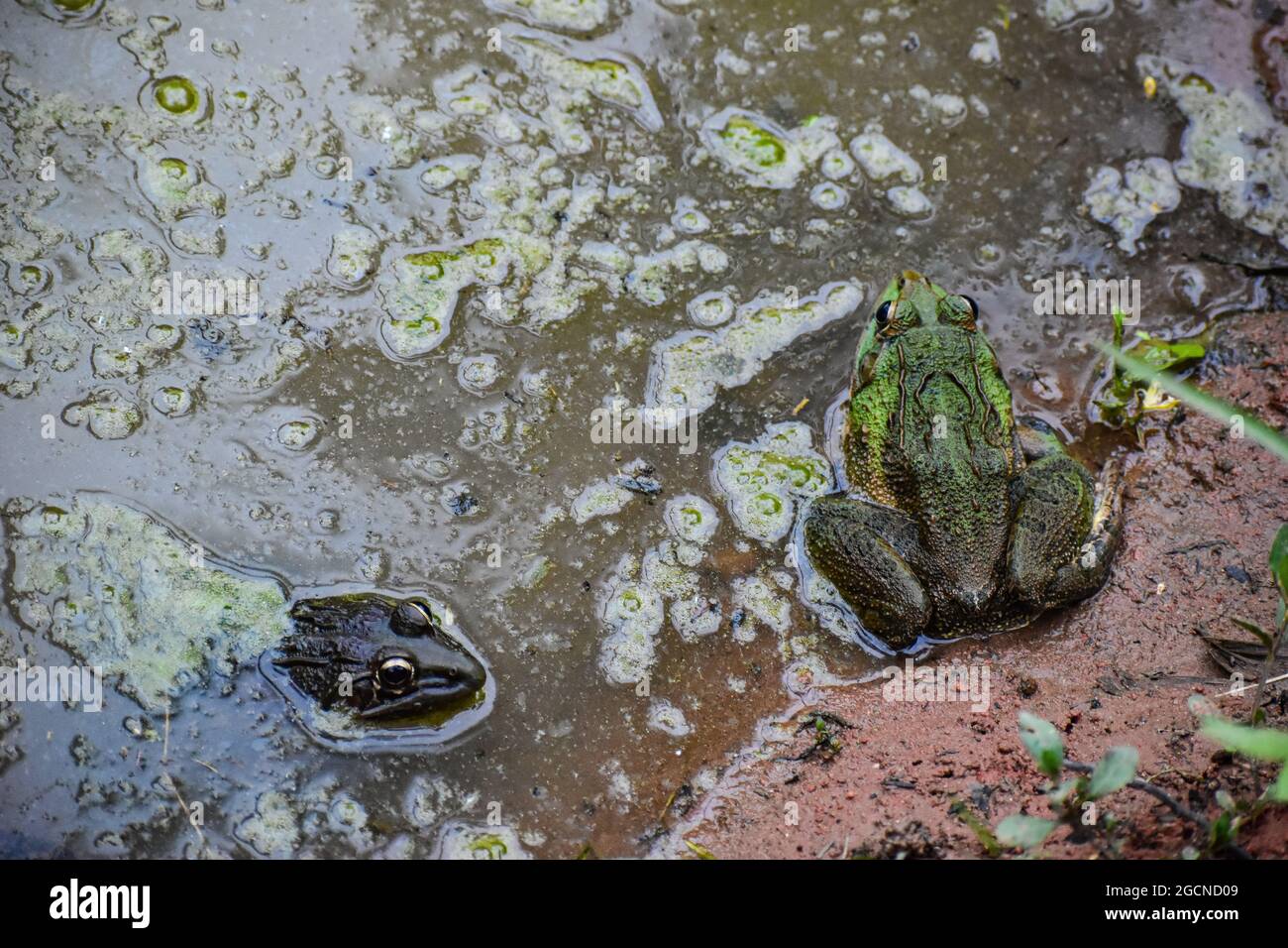 High angle shot of colorful frogs in the mud by the river Stock Photo ...