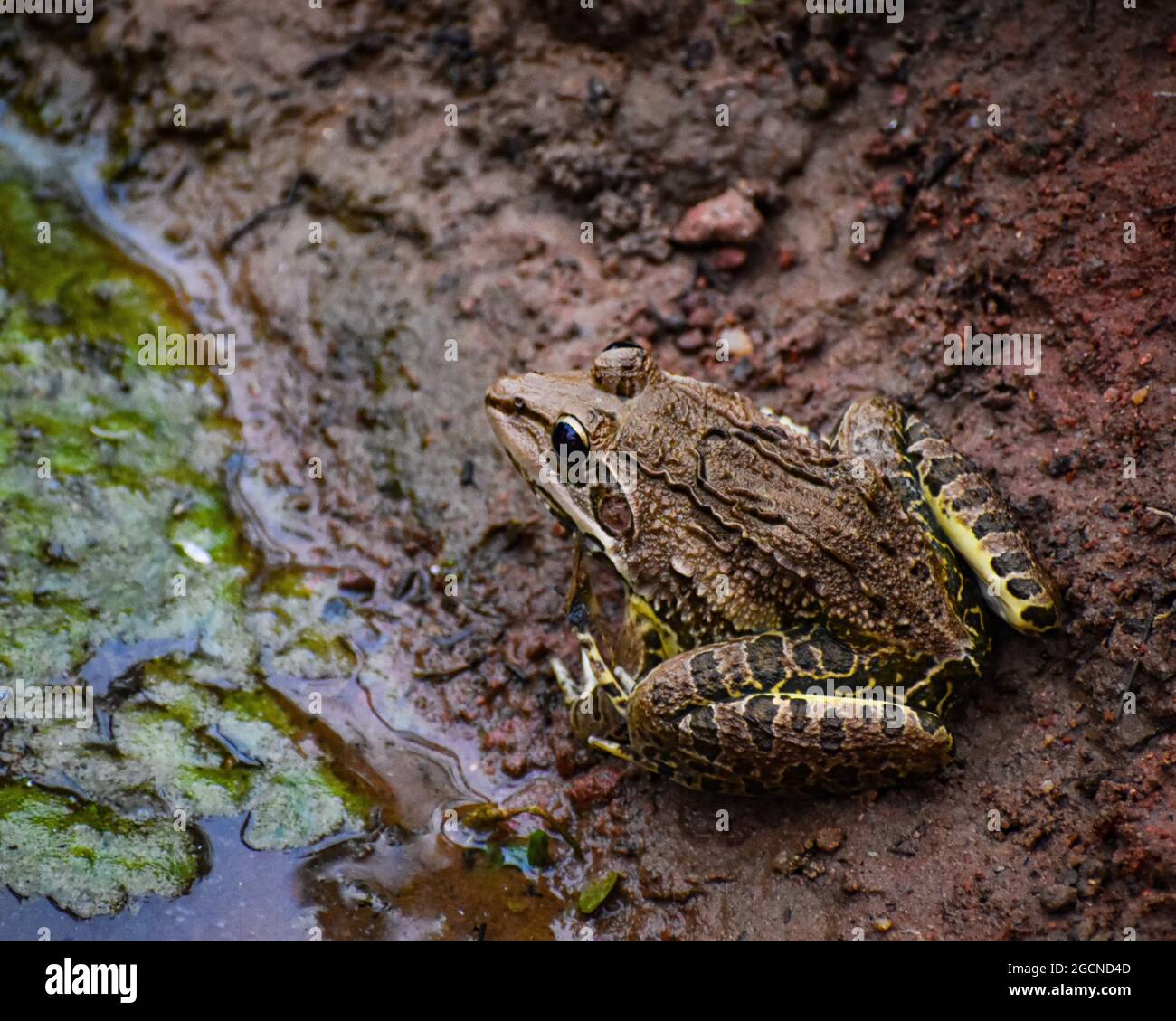 High angle shot of a big frog sitting on the muddy ground by the river ...