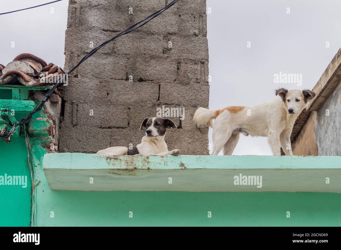 Dogs in cuba hi-res stock photography and images - Alamy