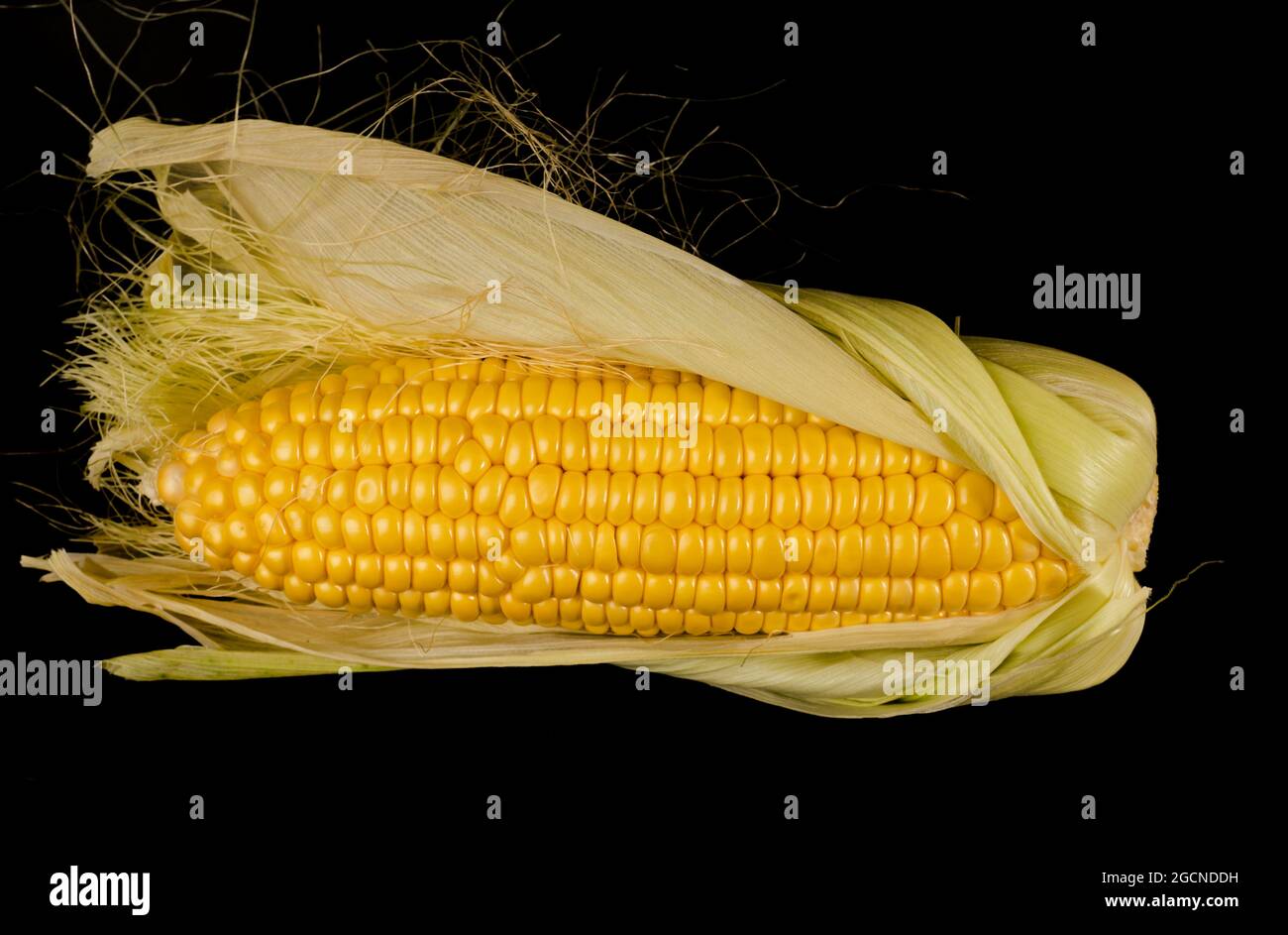 A swing of ripe corn, half in husks on a black background Stock Photo ...